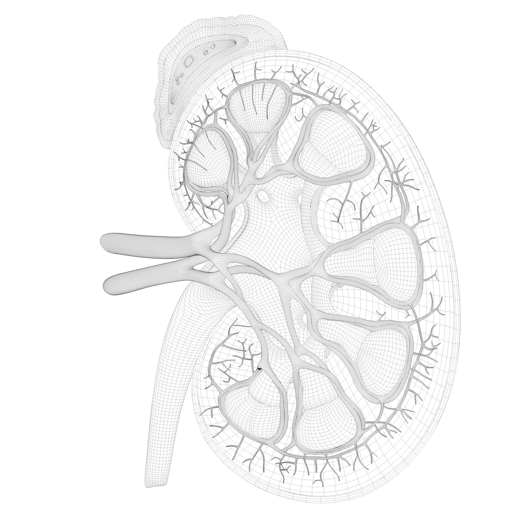 Human Kidney Anatomy Cross Section - 3D Model by zames1992d