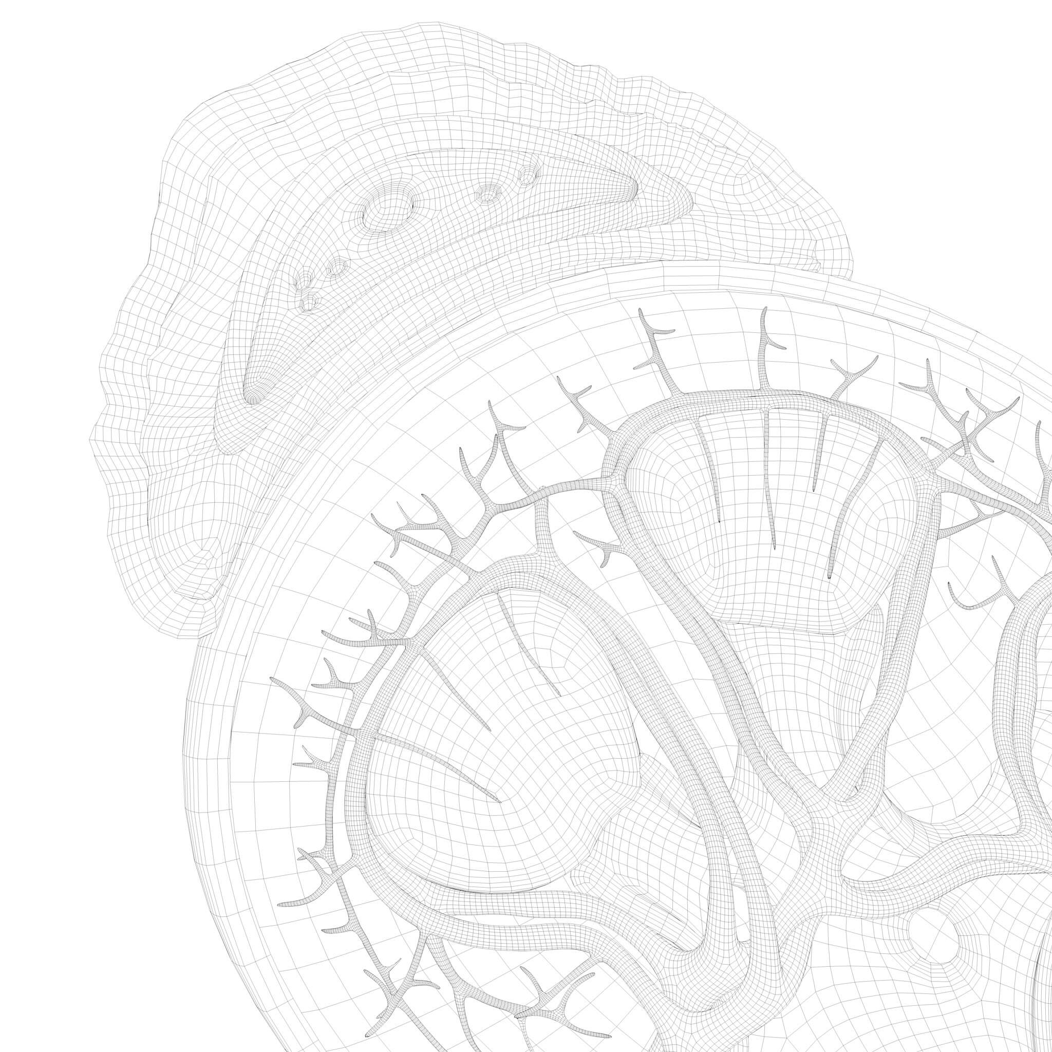 Human Kidney Anatomy Cross Section - 3D Model by zames1992d