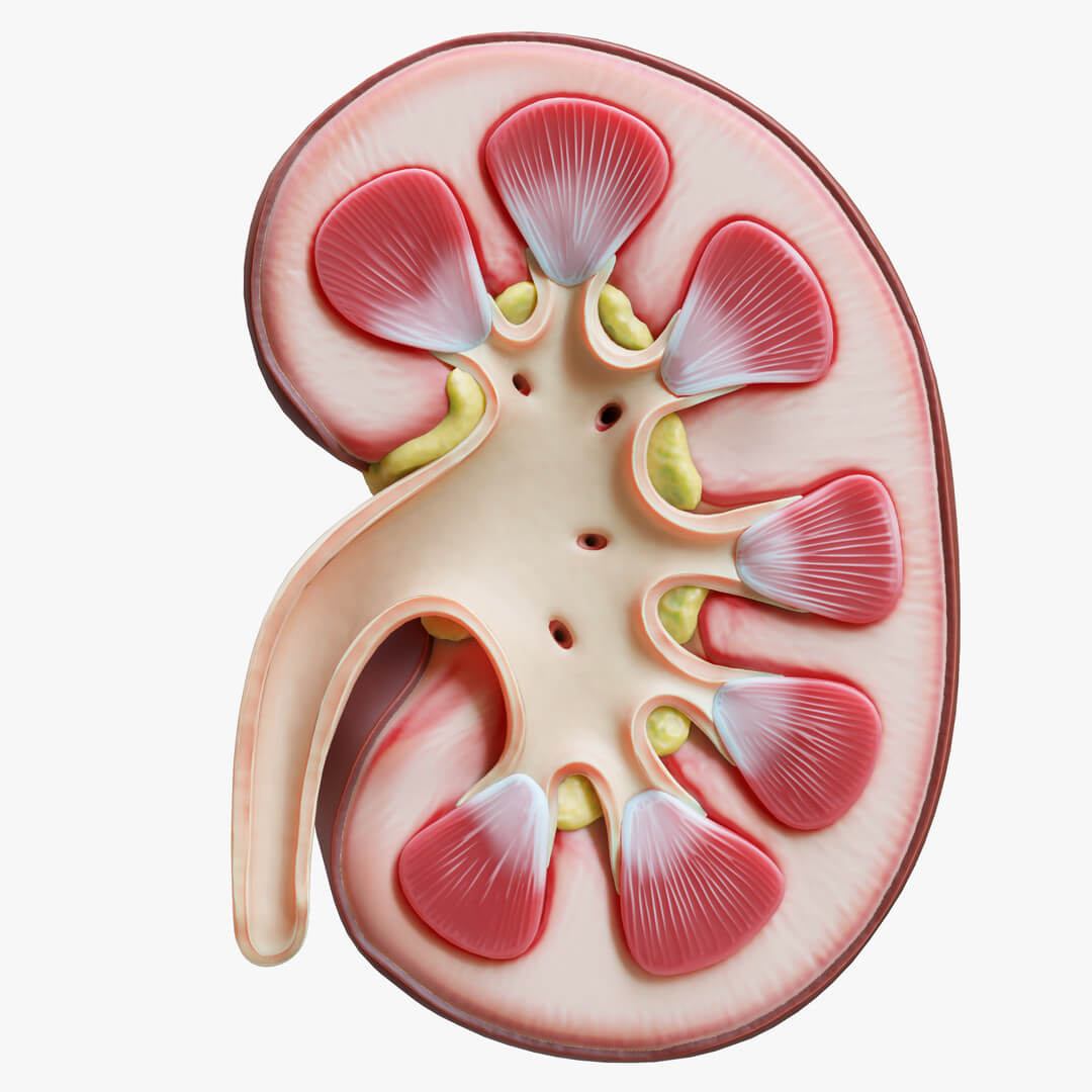 Human Kidney Anatomy Cross Section - 3D Model by zames1992d