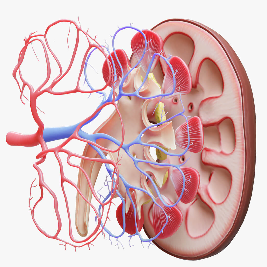 Human Kidney Anatomy Cross Section - 3D Model by zames1992d
