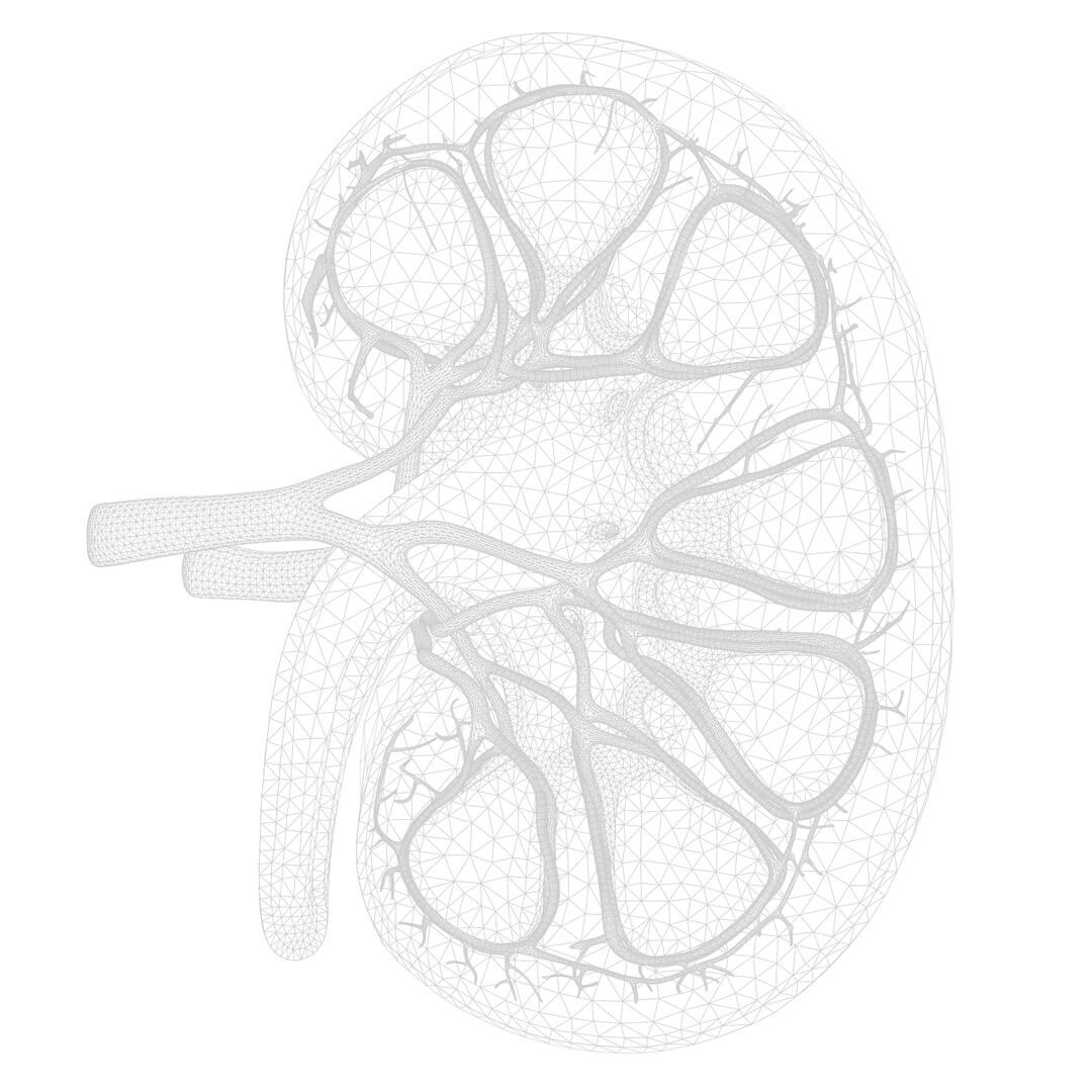 Human Kidney Anatomy Cross Section - 3D Model by zames1992d