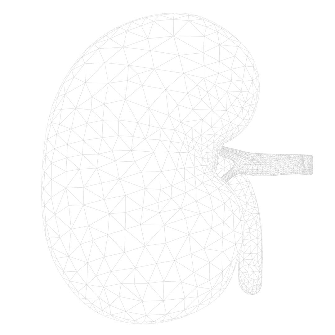 Human Kidney Anatomy Cross Section - 3D Model by zames1992d