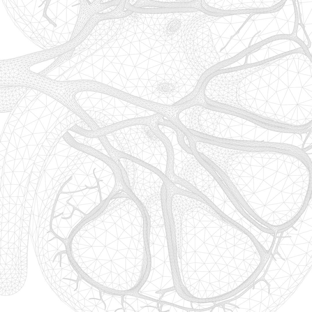 Human Kidney Anatomy Cross Section - 3D Model by zames1992d