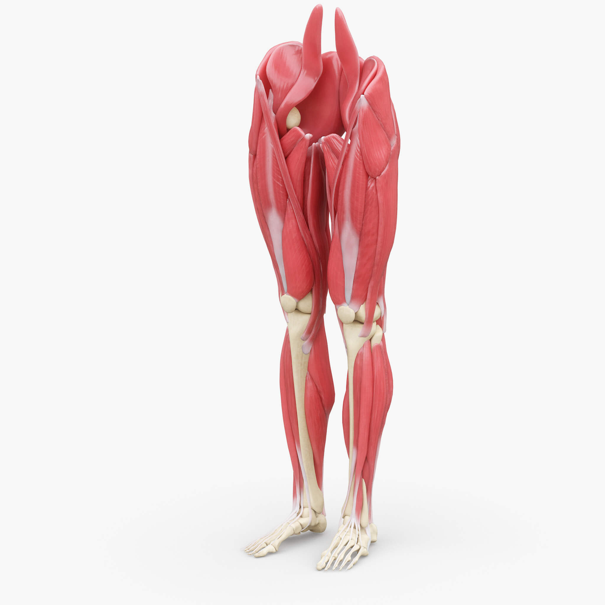 Human Legs Muscle Bone Anatomy - 3D Model by zames1992d