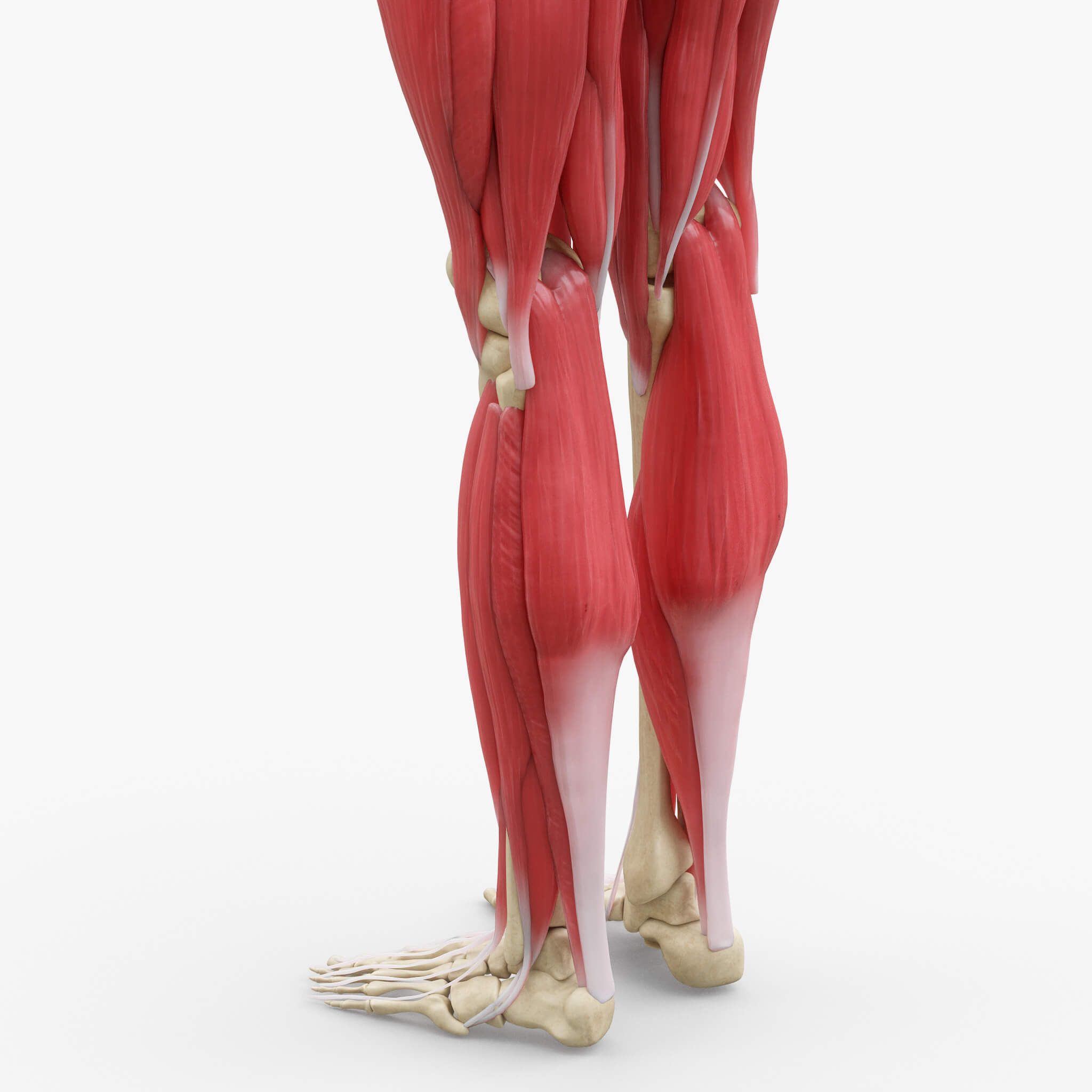 Human Legs Muscle Bone Anatomy - 3D Model by zames1992d