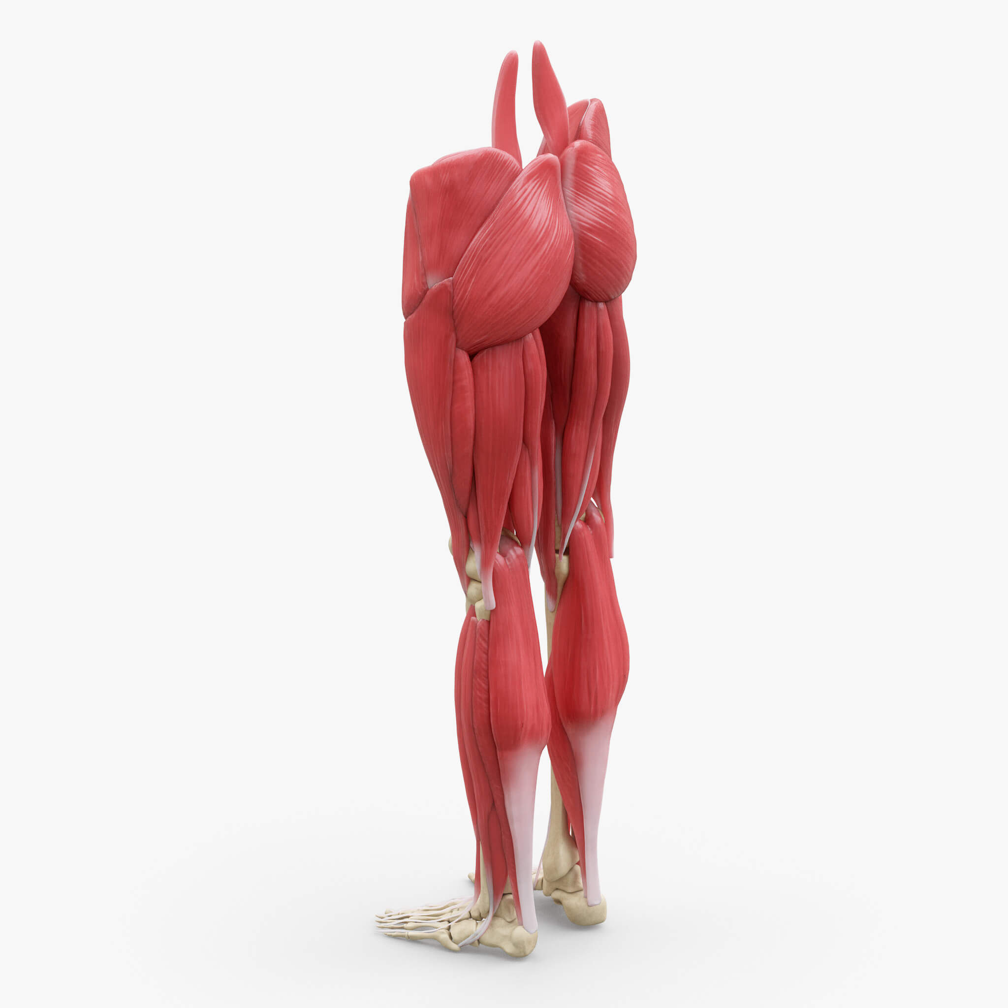 Human Legs Muscle Bone Anatomy - 3D Model by zames1992d