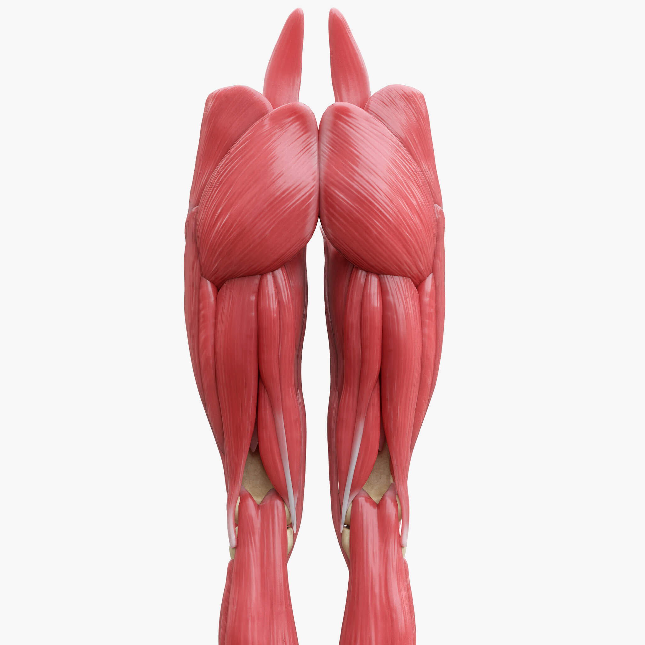 Human Legs Muscle Bone Anatomy - 3D Model by zames1992d