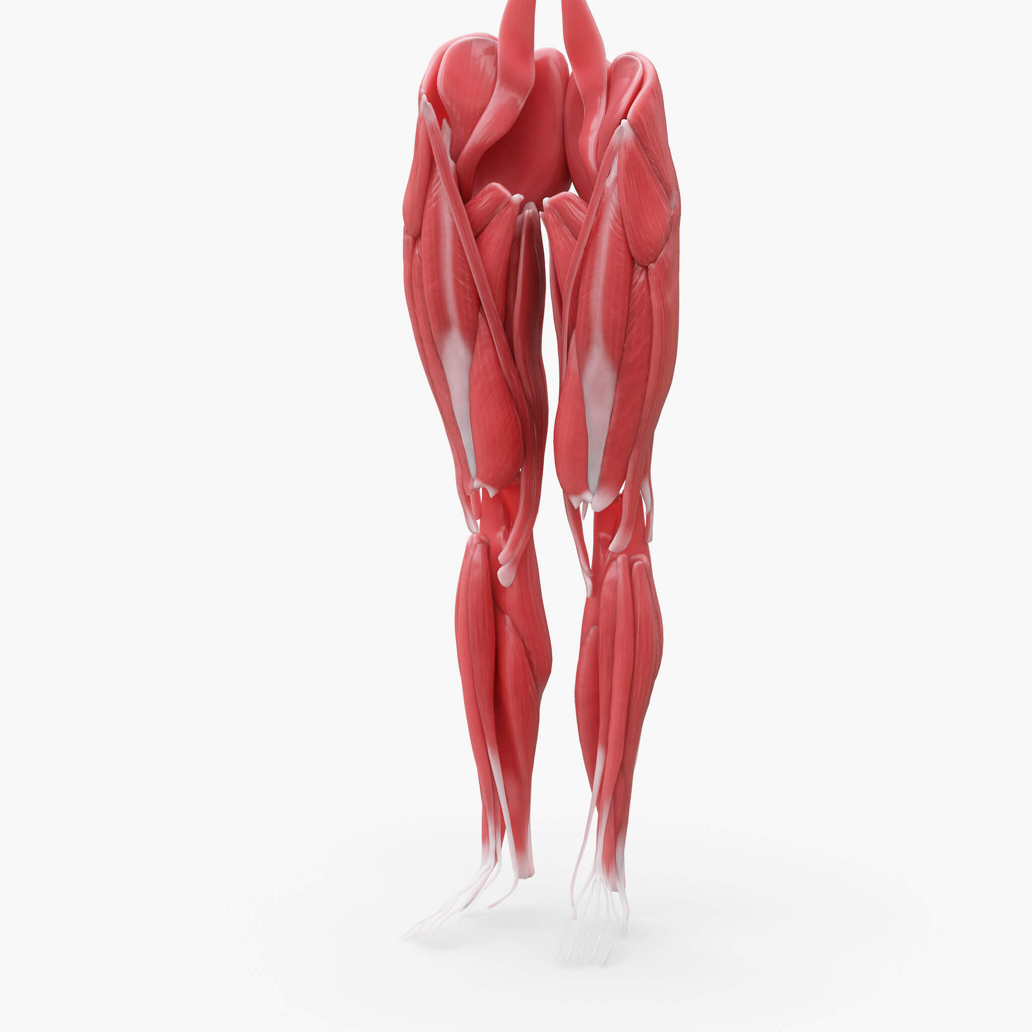 Human Legs Muscle Bone Anatomy - 3D Model by zames1992d