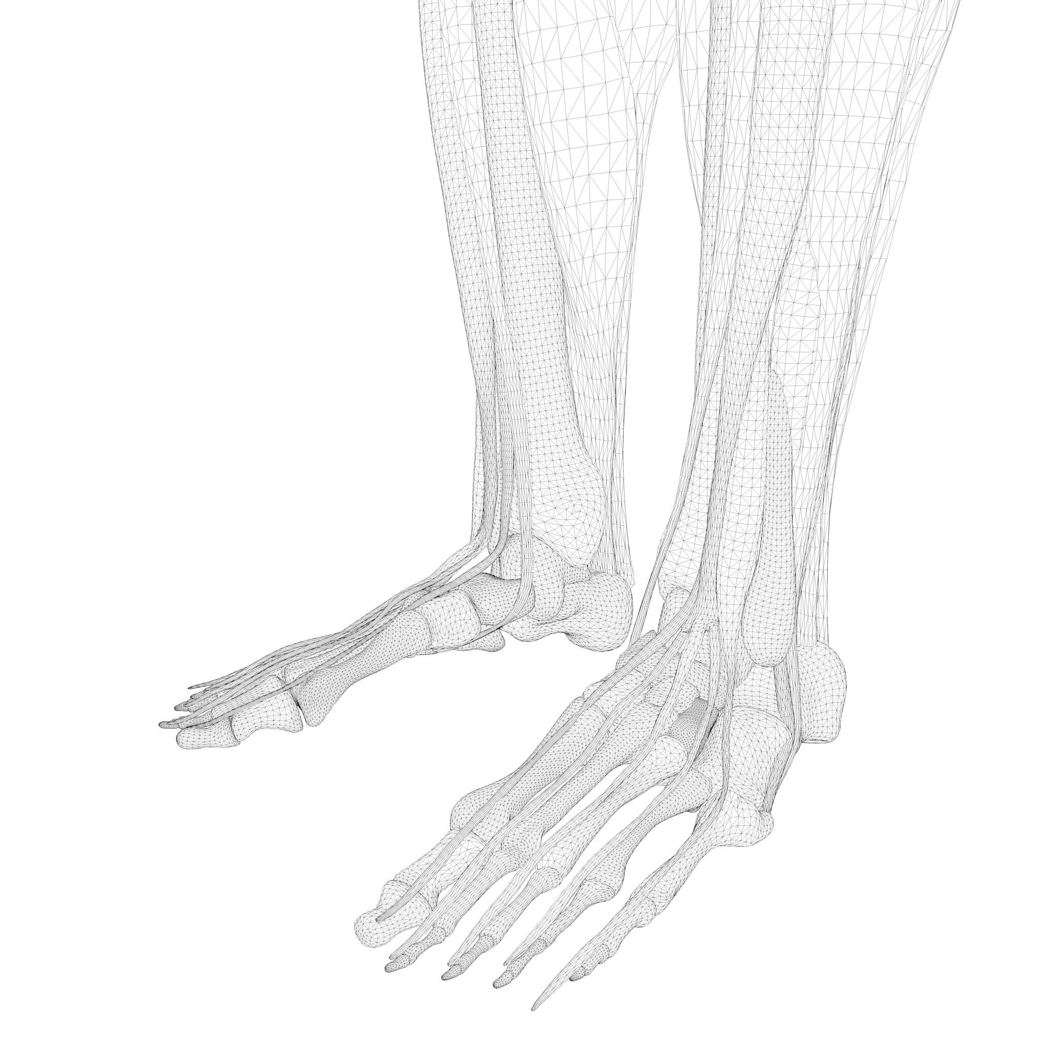 Human Legs Muscle Bone Anatomy - 3D Model by zames1992d