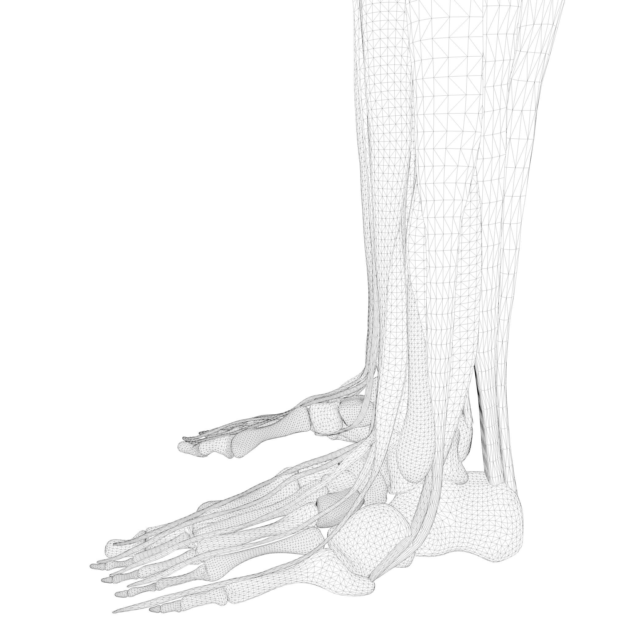 Human Legs Muscle Bone Anatomy - 3D Model by zames1992d