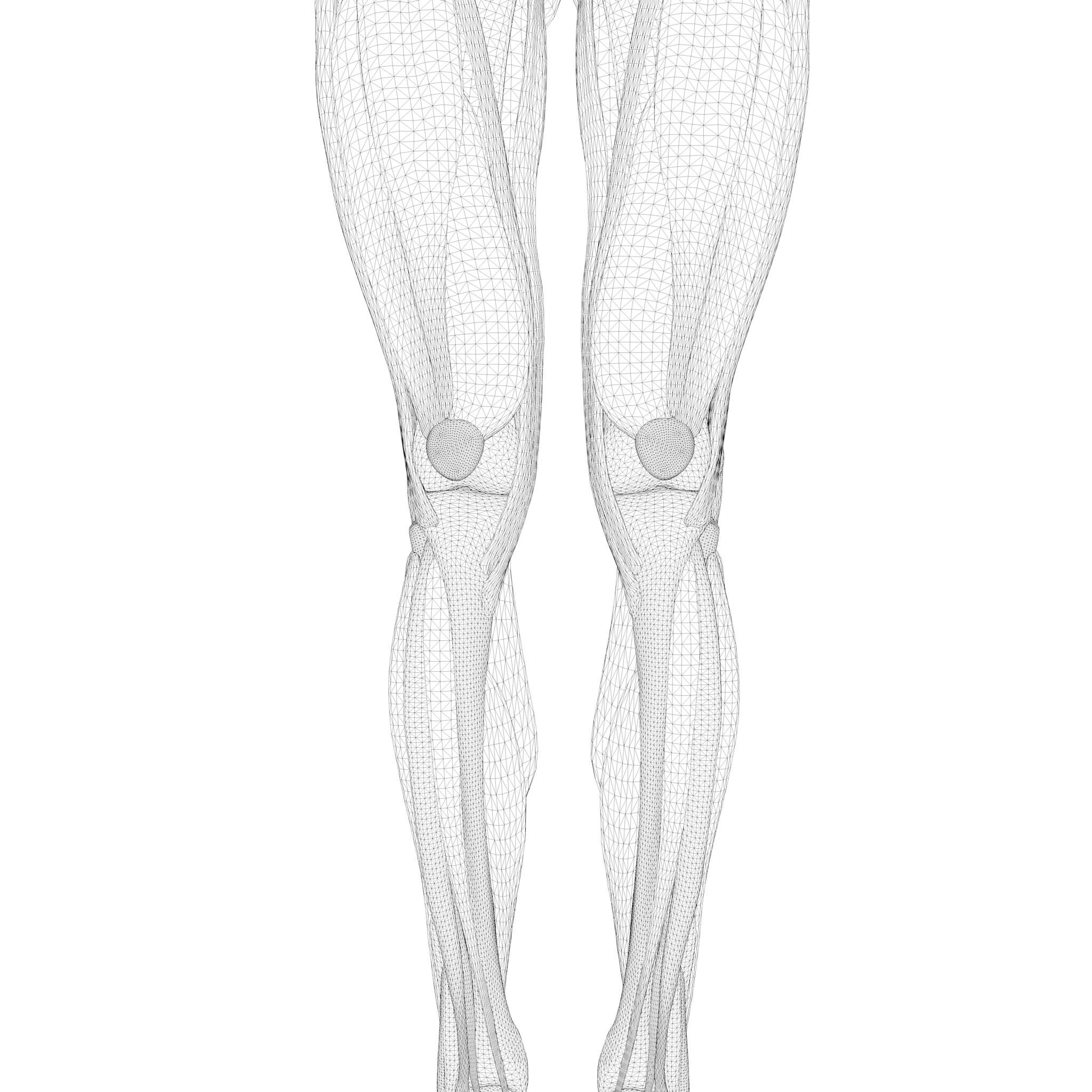 Human Legs Muscle Bone Anatomy - 3D Model by zames1992d