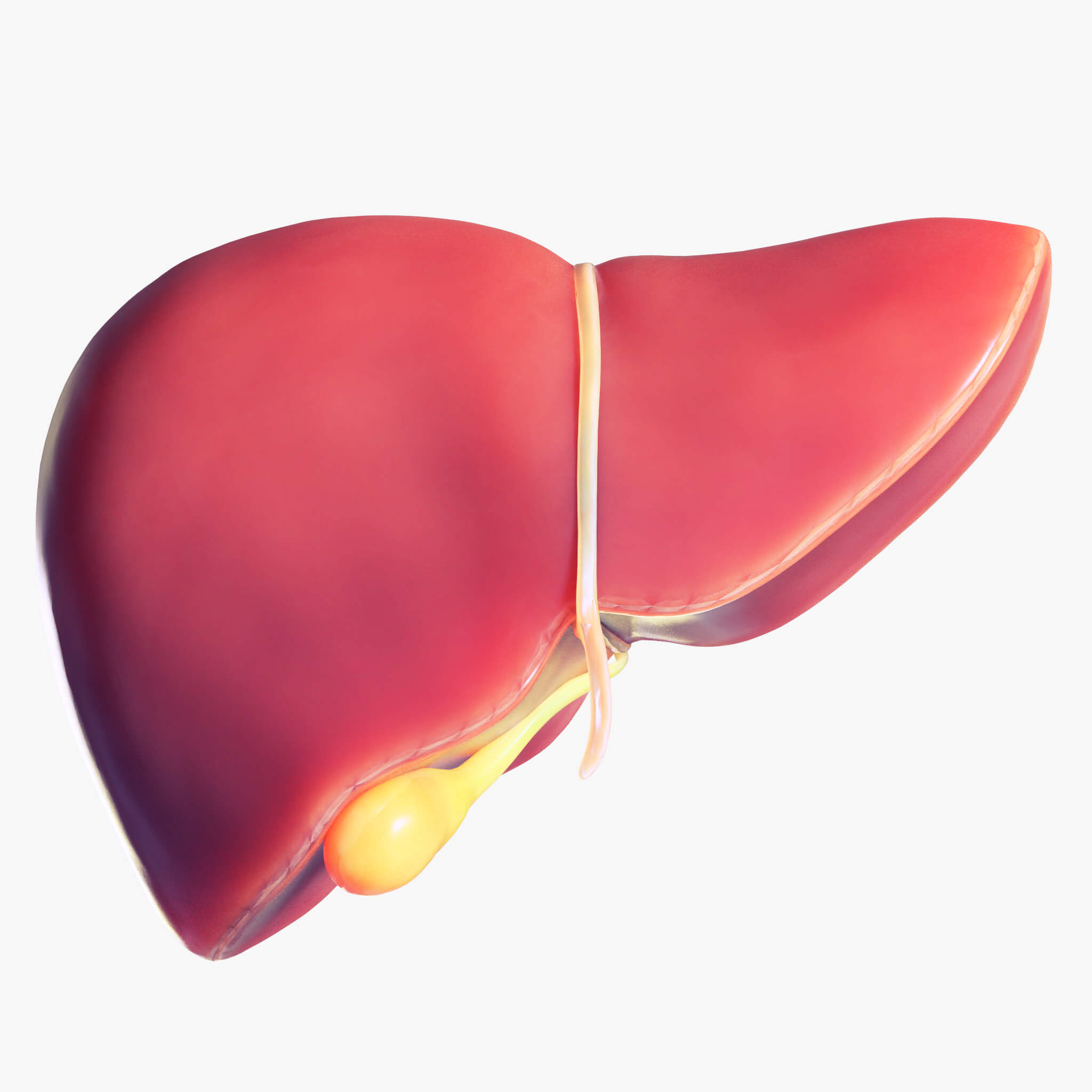 Human Liver Low Poly - 3D Model by zames1992d