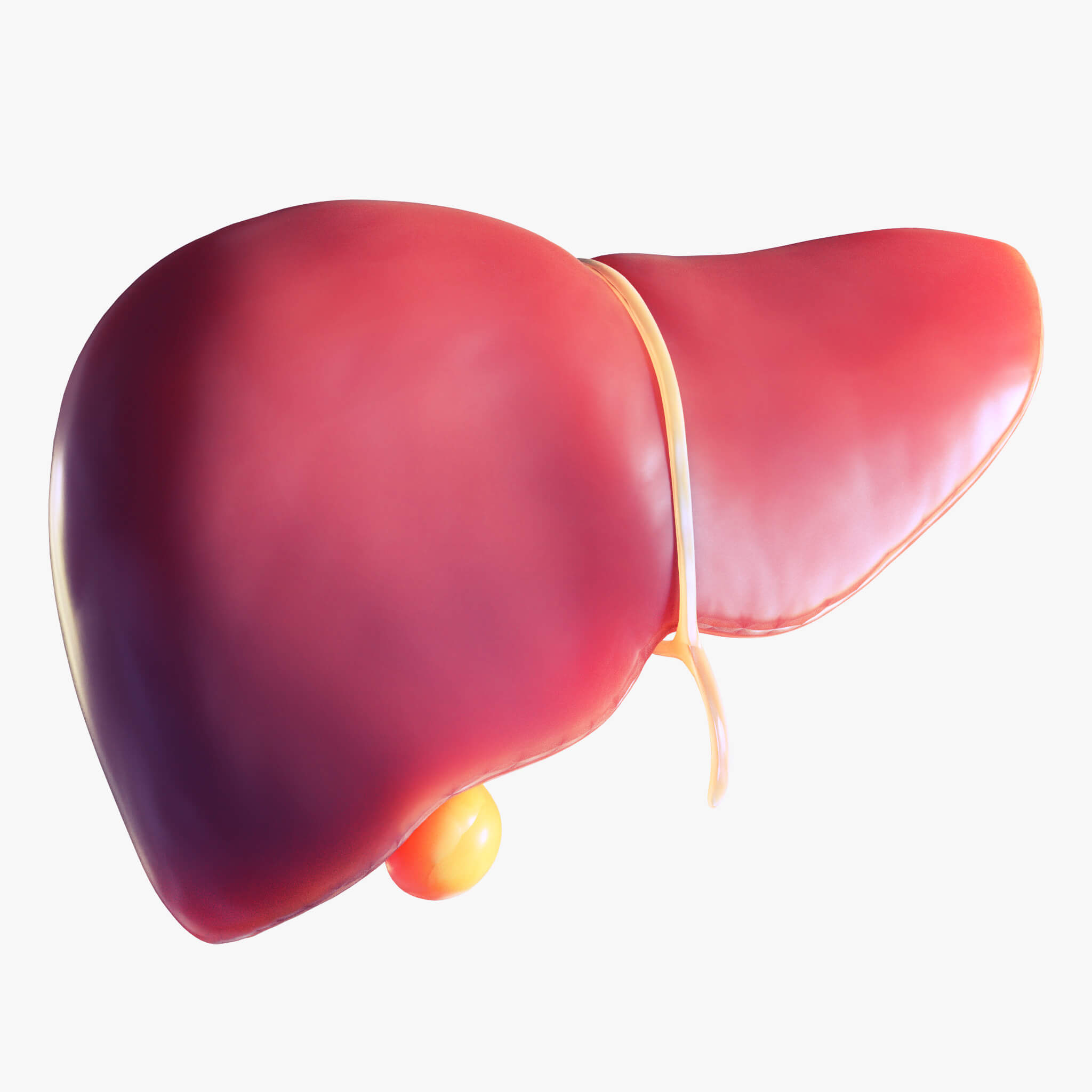 Human Liver Low Poly - 3D Model by zames1992d