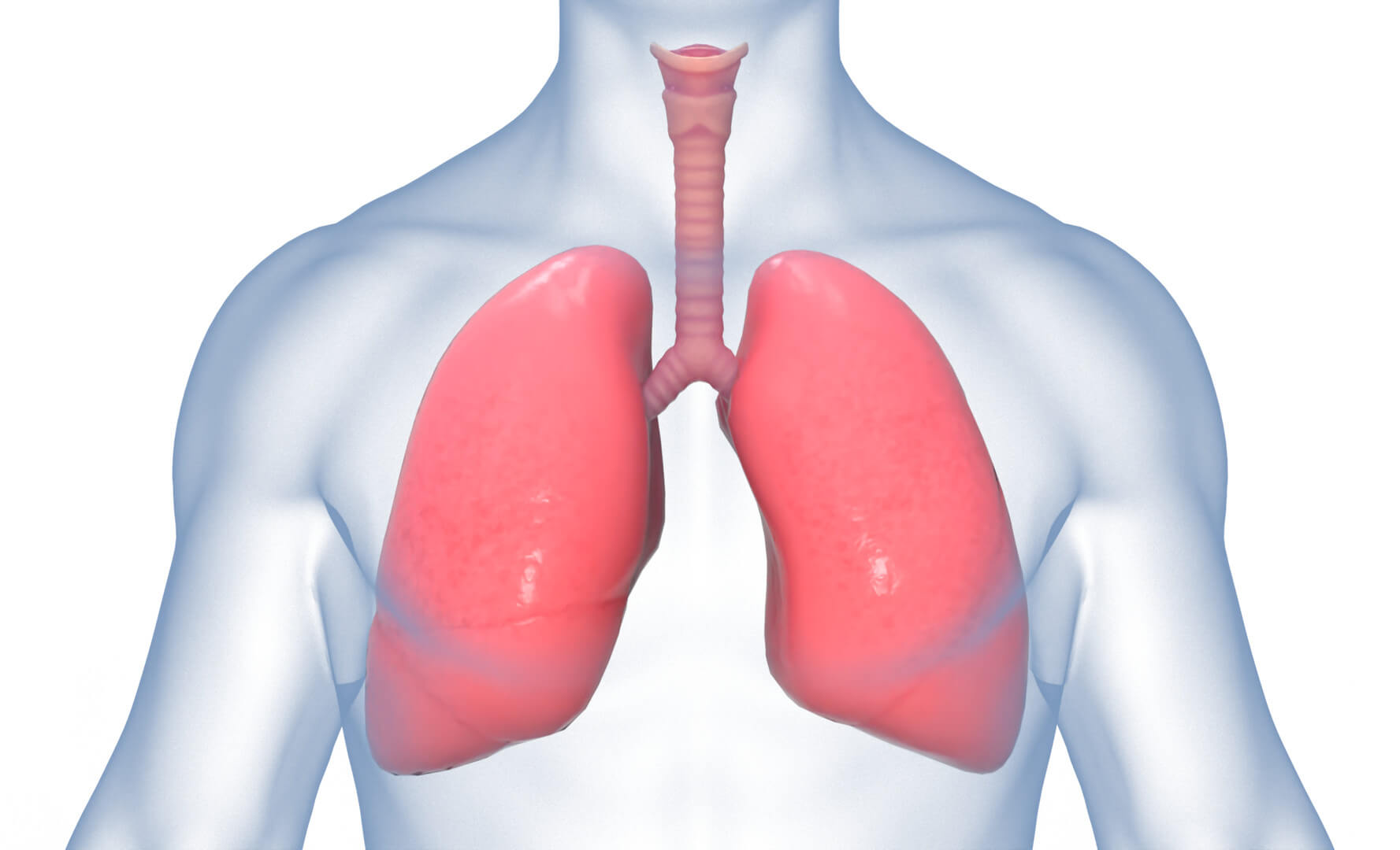 Human Lungs Anatomy Body Respiratory System - 3D Model by zames1992d