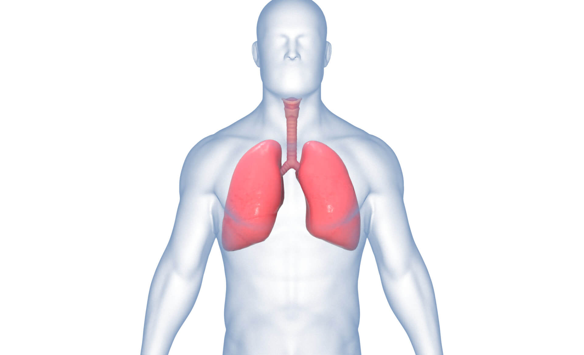 Human Lungs Anatomy Body Respiratory System - 3D Model by zames1992d