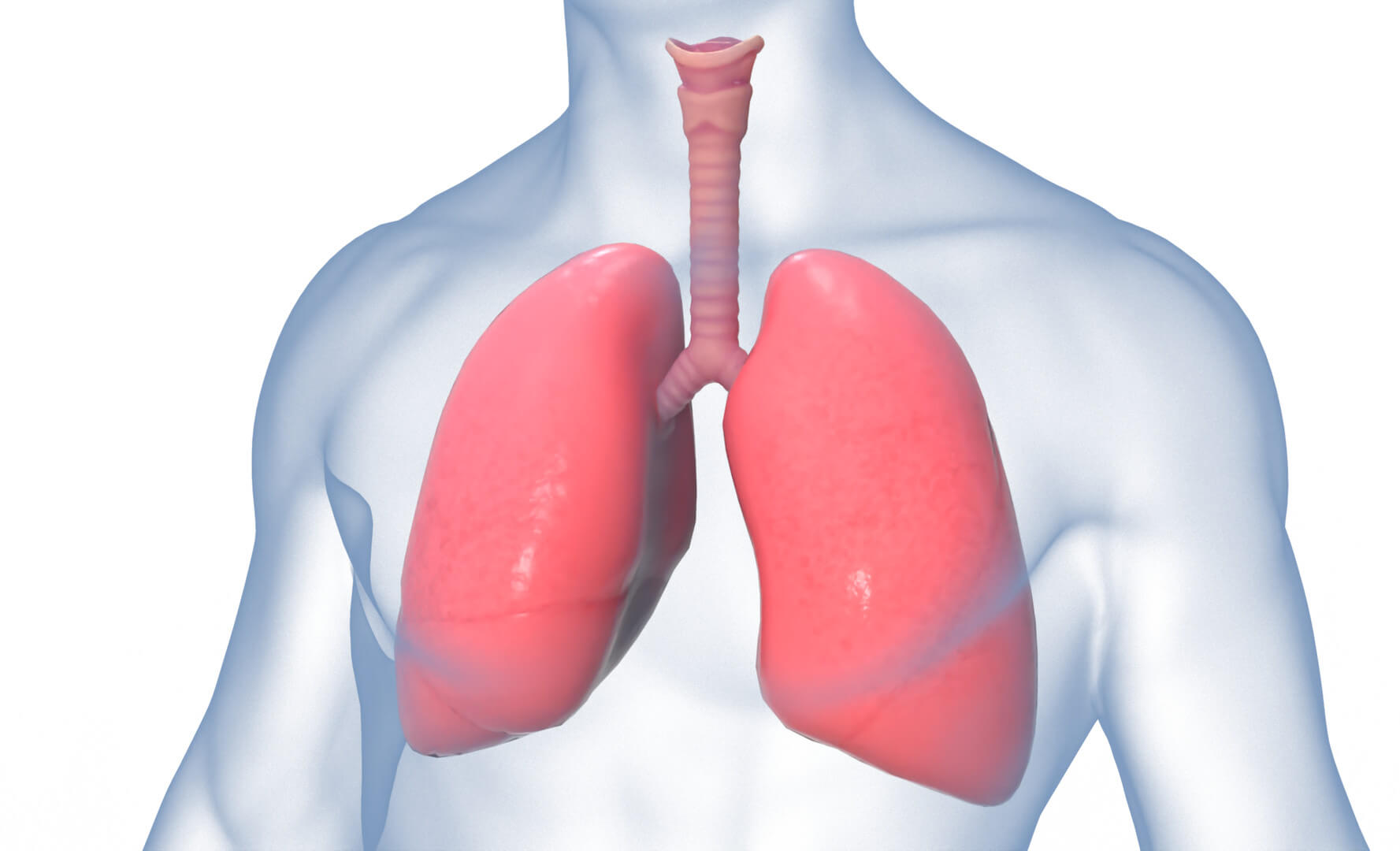 Human Lungs Anatomy Body Respiratory System - 3D Model by zames1992d