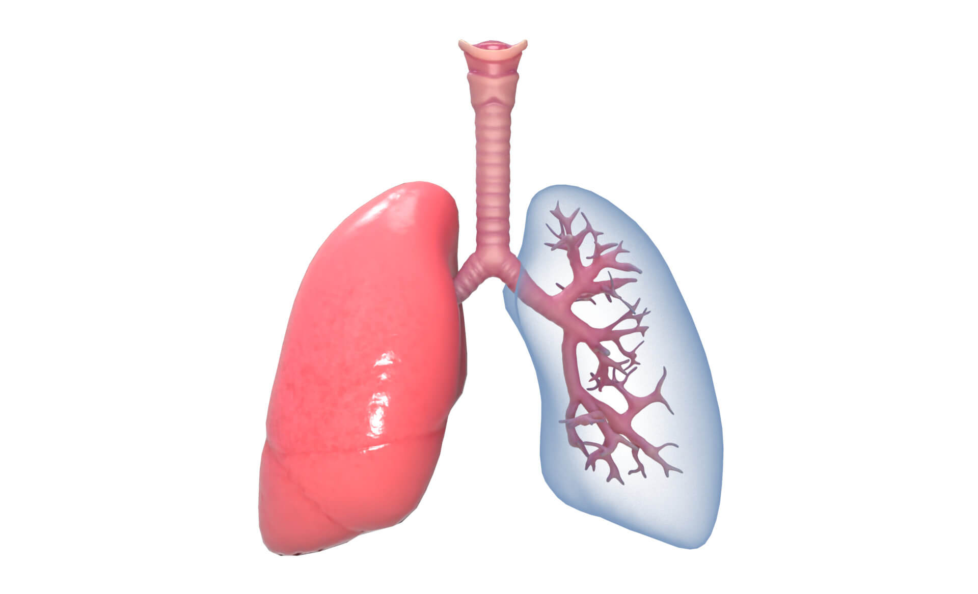 Human Lungs Anatomy Body Respiratory System - 3D Model by zames1992d