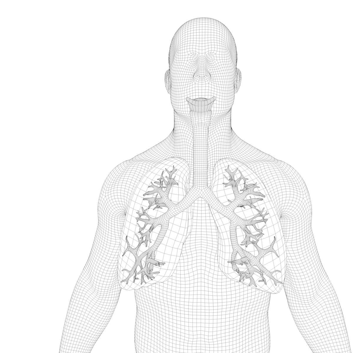 Human Lungs Anatomy Body Respiratory System - 3D Model by zames1992d