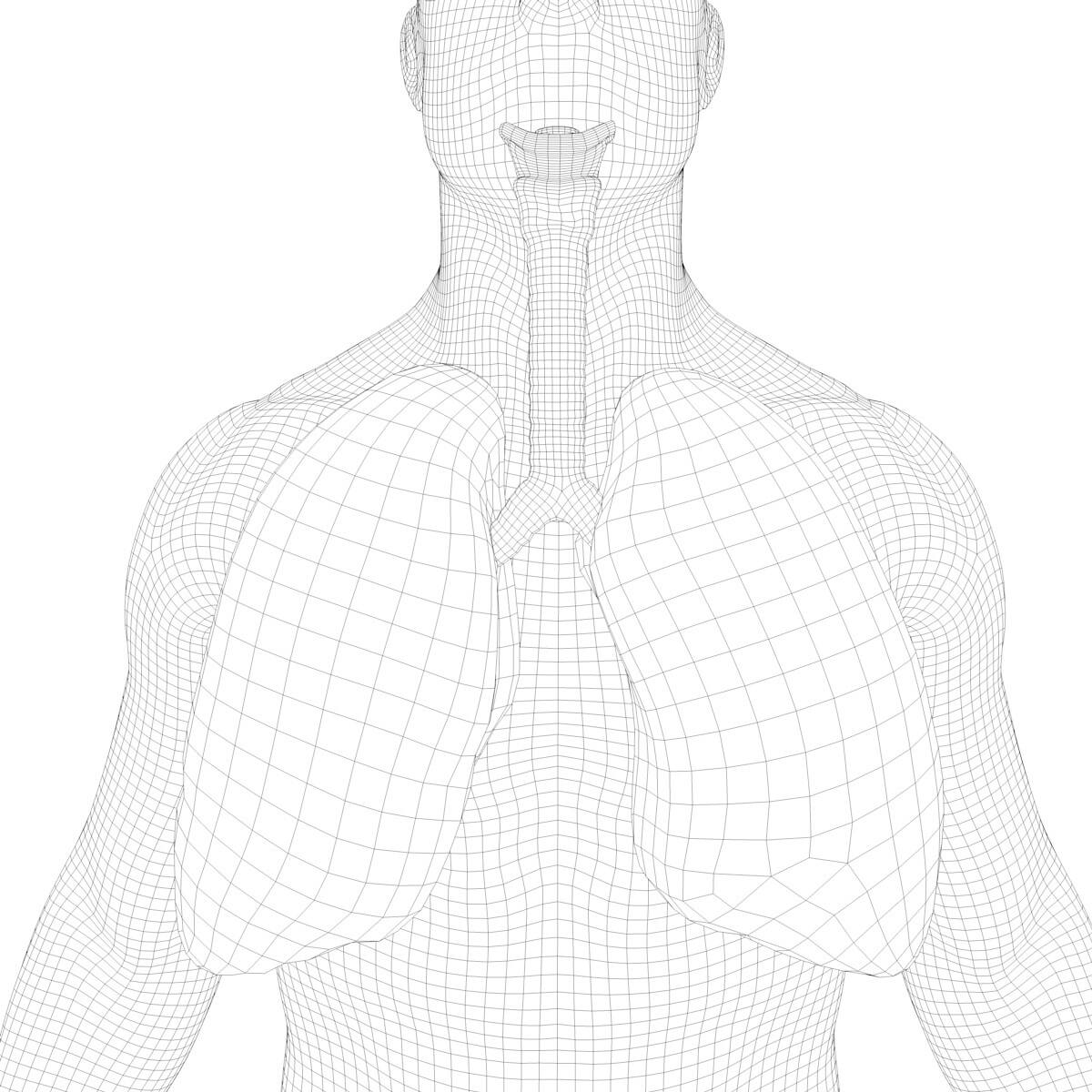 Human Lungs Anatomy Body Respiratory System - 3D Model by zames1992d