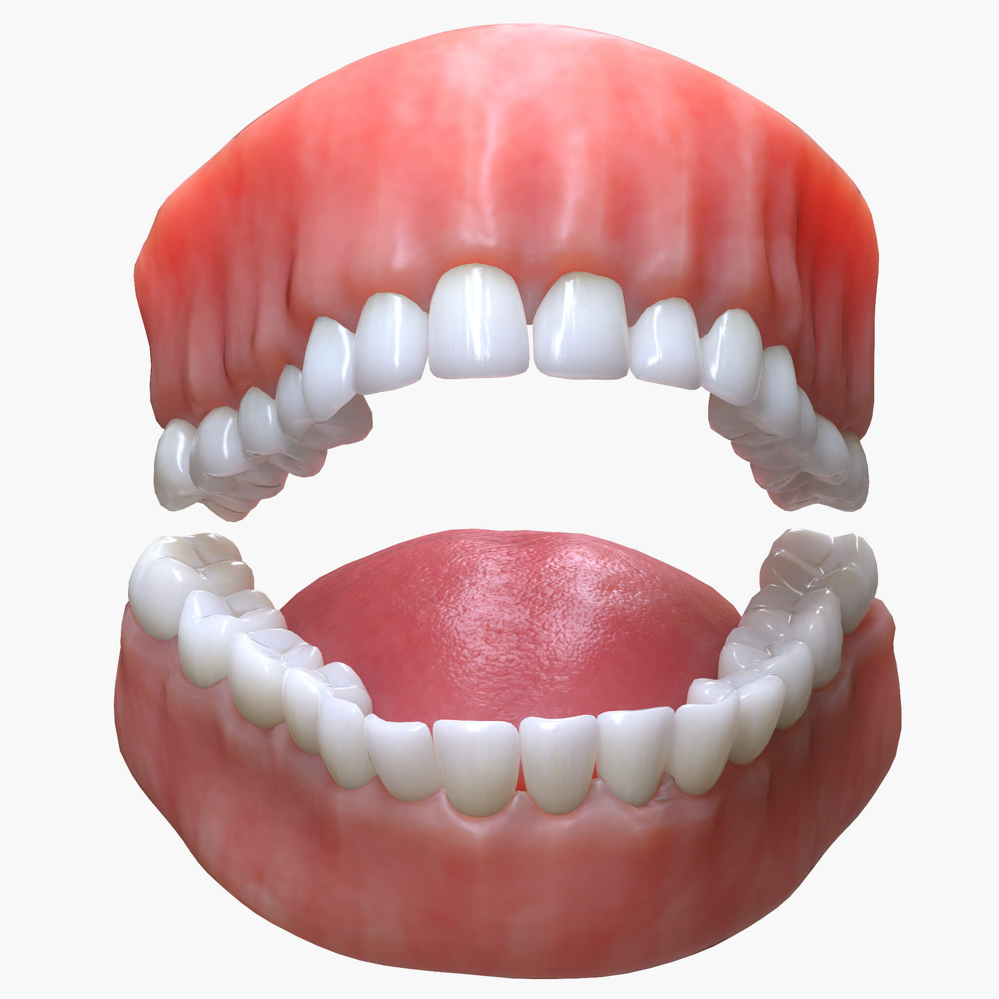 Human Mouth Teeth Tongue - 3D Model by zames1992d