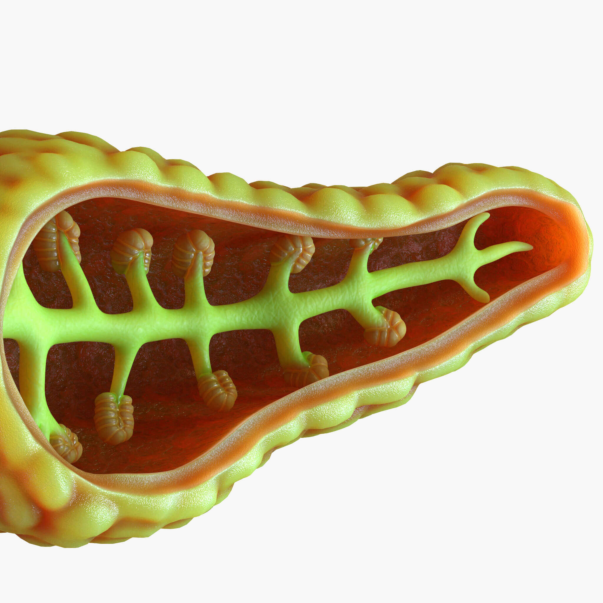 Human Pancreas Anatomy - 3D Model by zames1992d