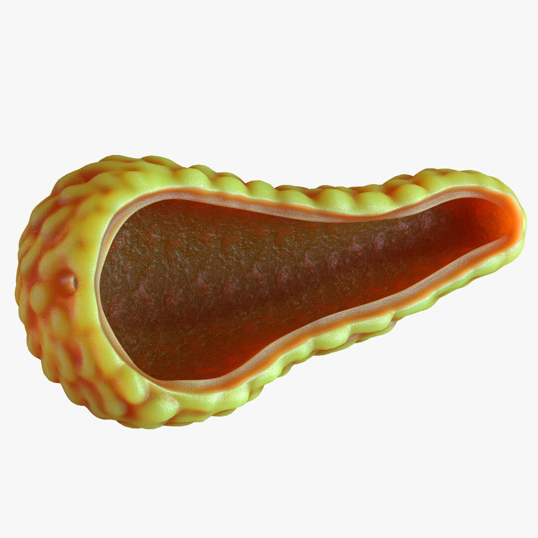 Human Pancreas Anatomy - 3D Model by zames1992d