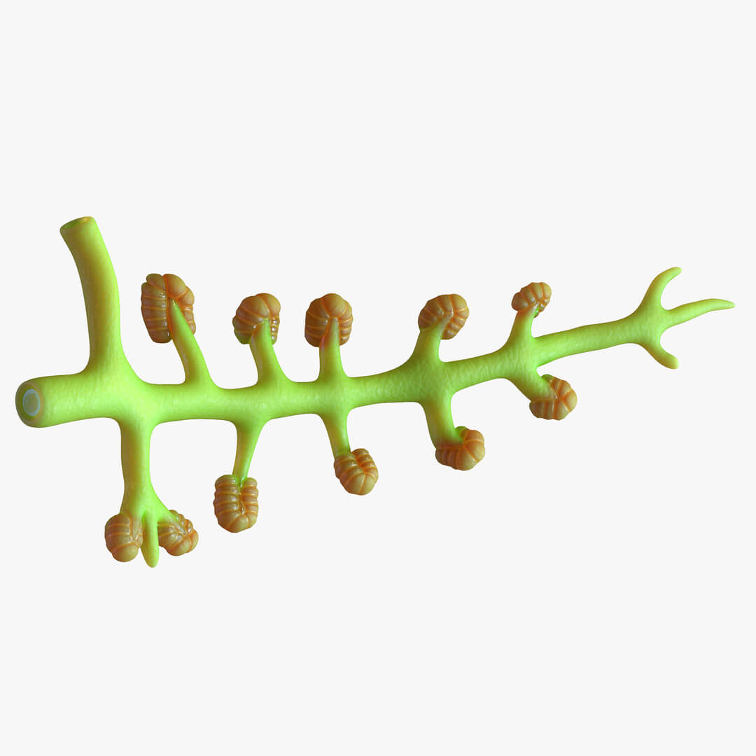 Human Pancreas Anatomy - 3D Model by zames1992d