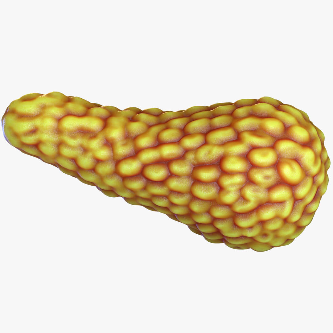Human Pancreas Anatomy - 3D Model by zames1992d