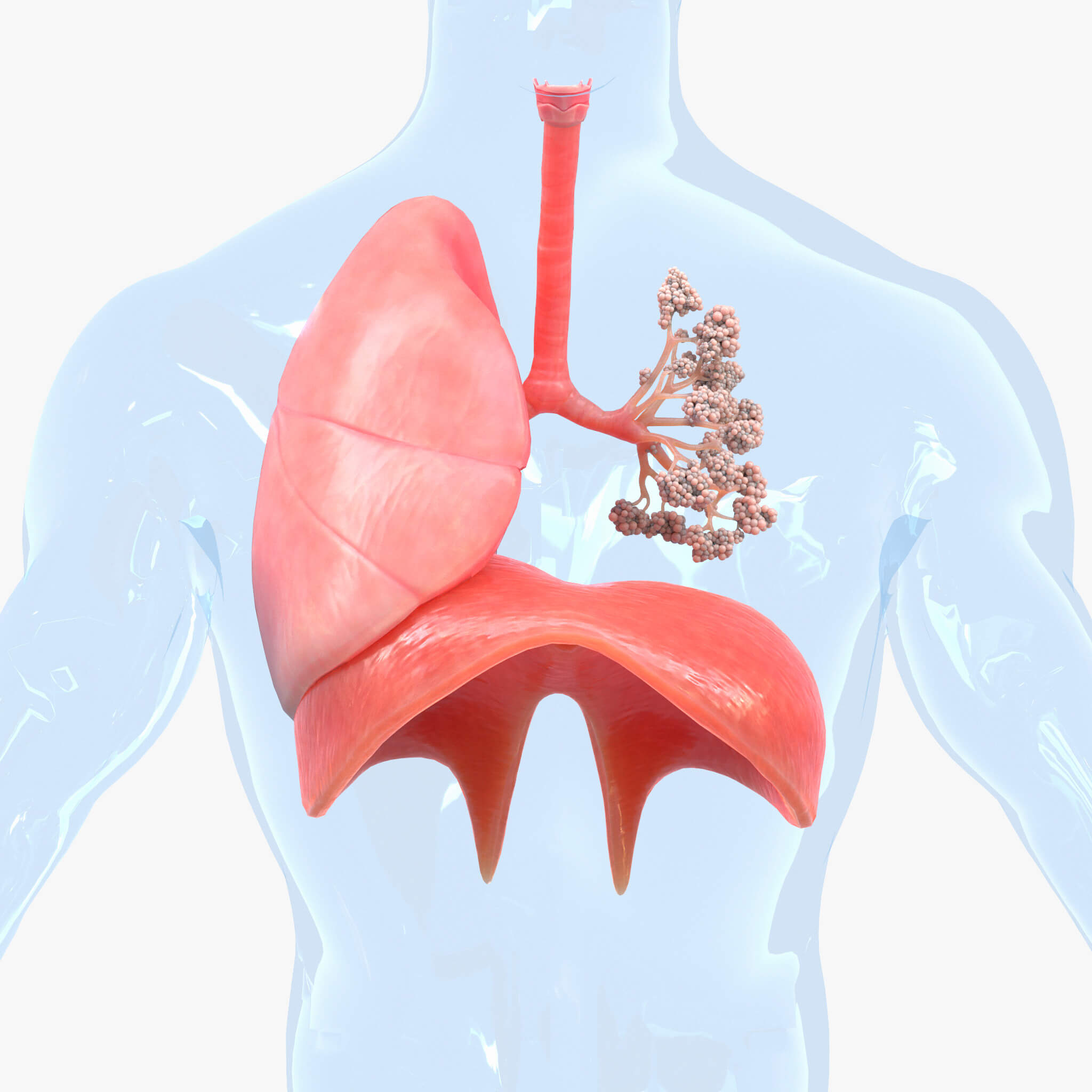 Human Respiratory System Lungs - 3D Model by zames1992d