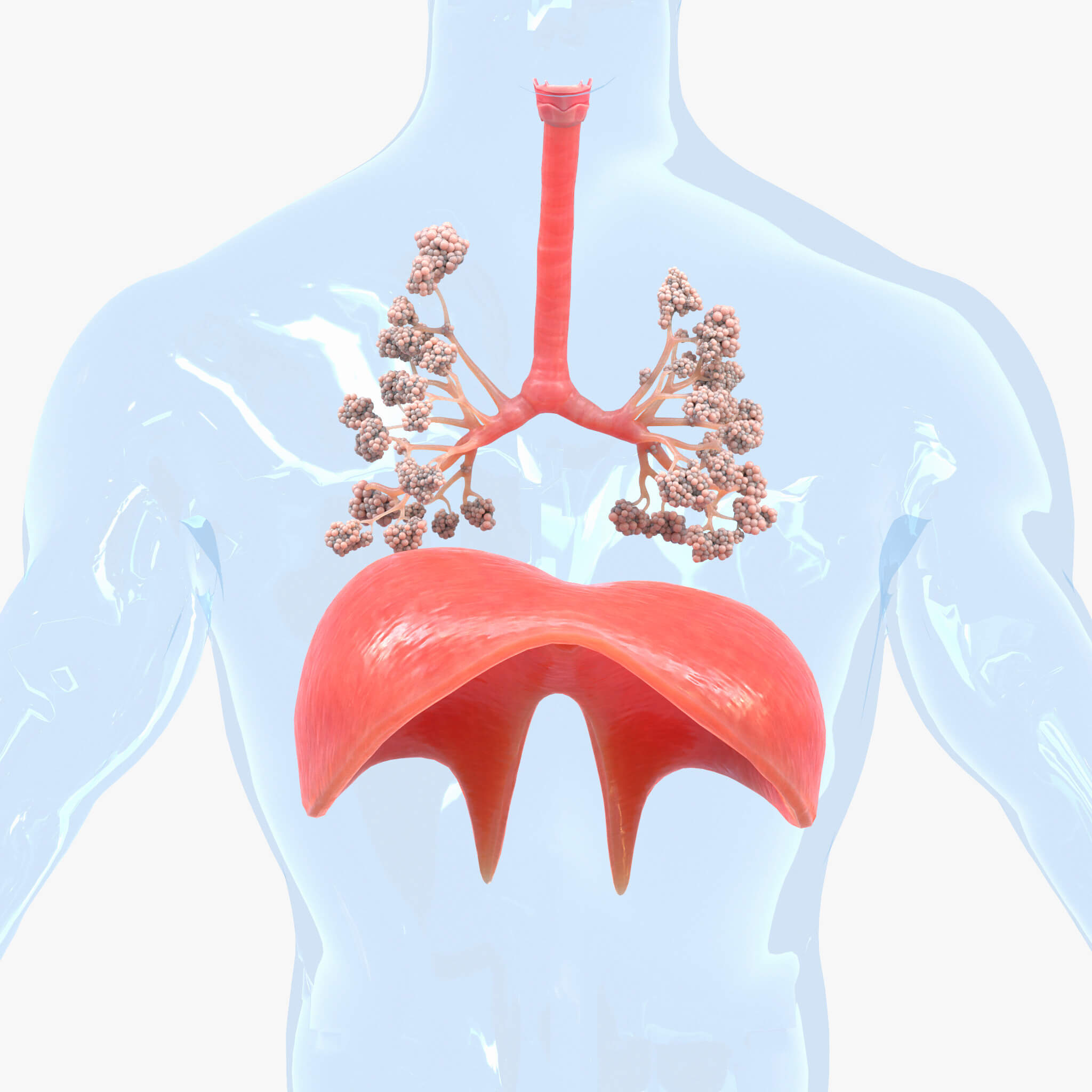 Human Respiratory System Lungs - 3D Model by zames1992d