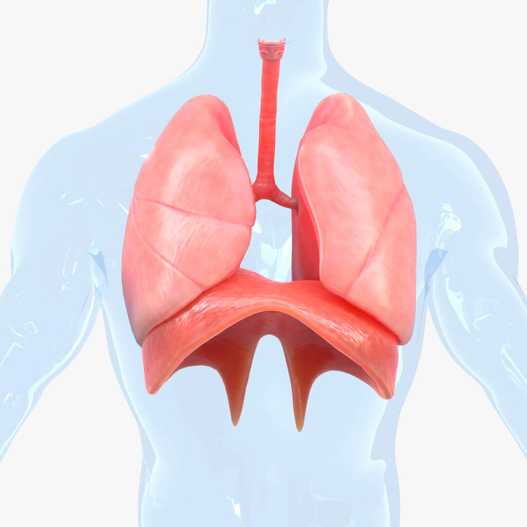 Human Respiratory System Lungs - 3D Model by zames1992d