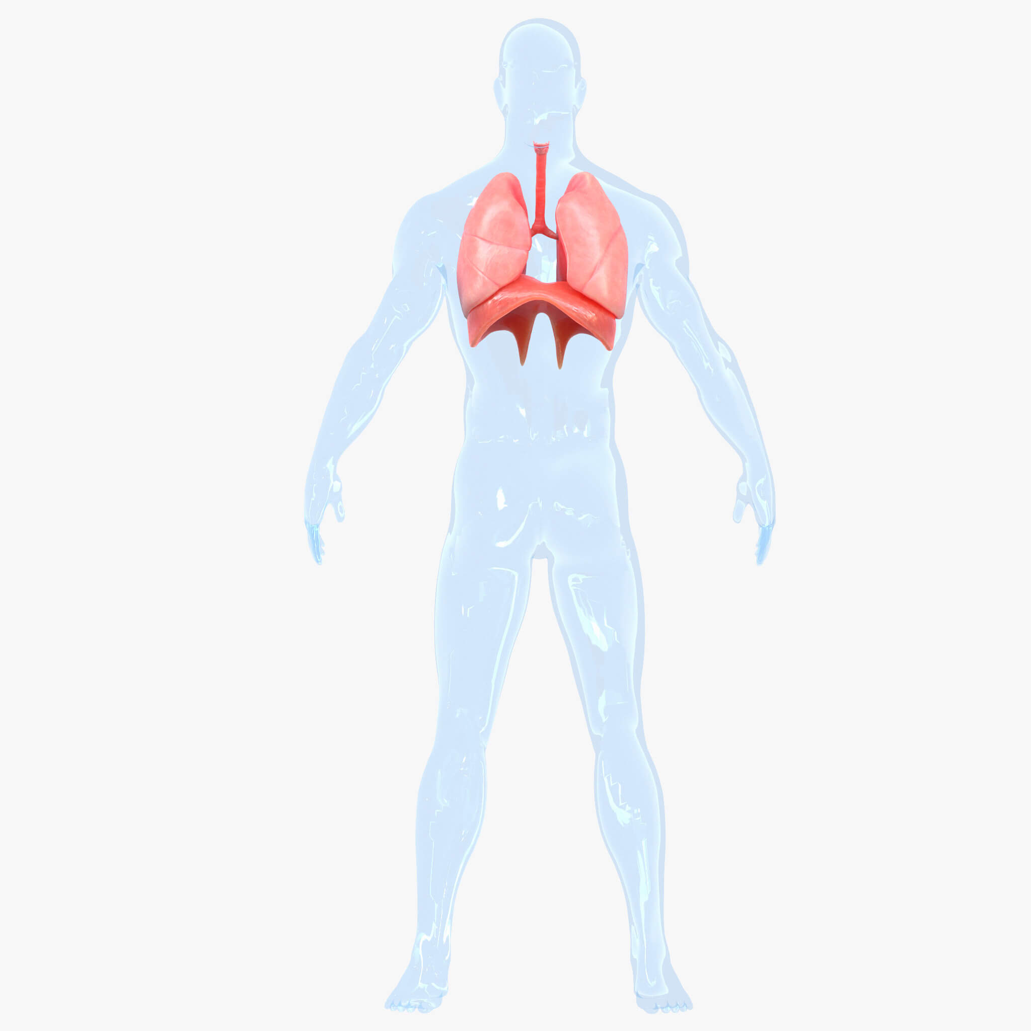 Human Respiratory System Lungs - 3D Model by zames1992d