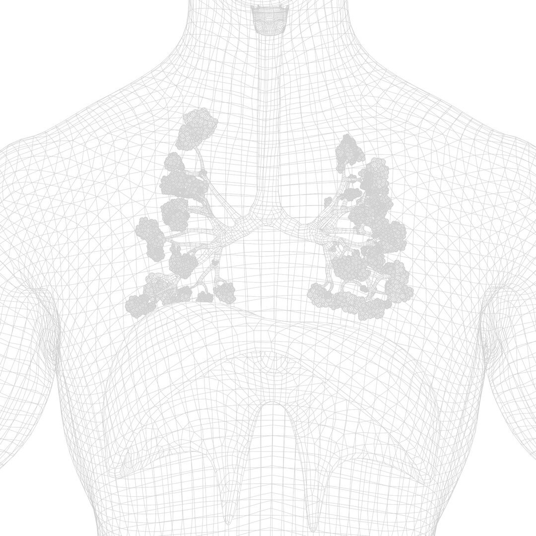 Human Respiratory System Lungs - 3D Model by zames1992d