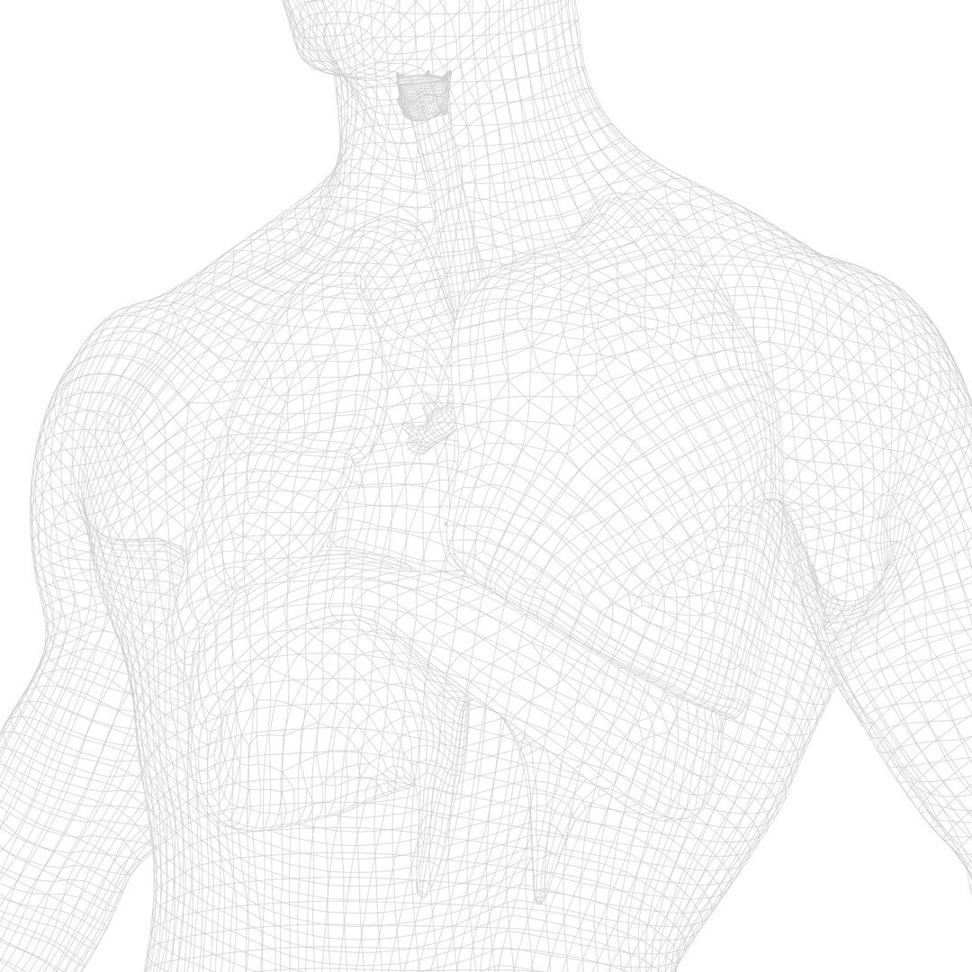 Human Respiratory System Lungs - 3D Model by zames1992d