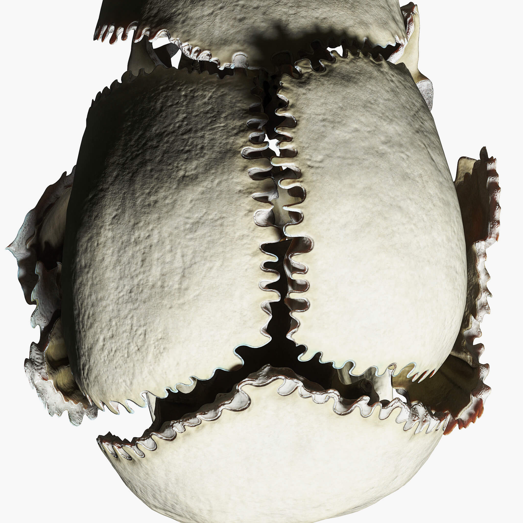 Human Skull Explode Anatomy Atlas V2 - 3D Model by zames1992d