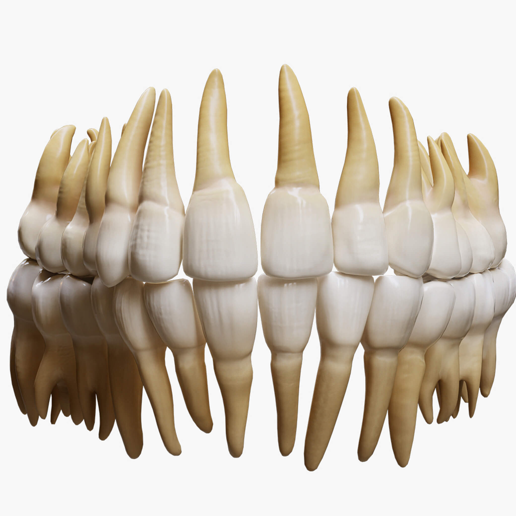 Human Skull Explode Anatomy Atlas - 3D Model by zames1992d