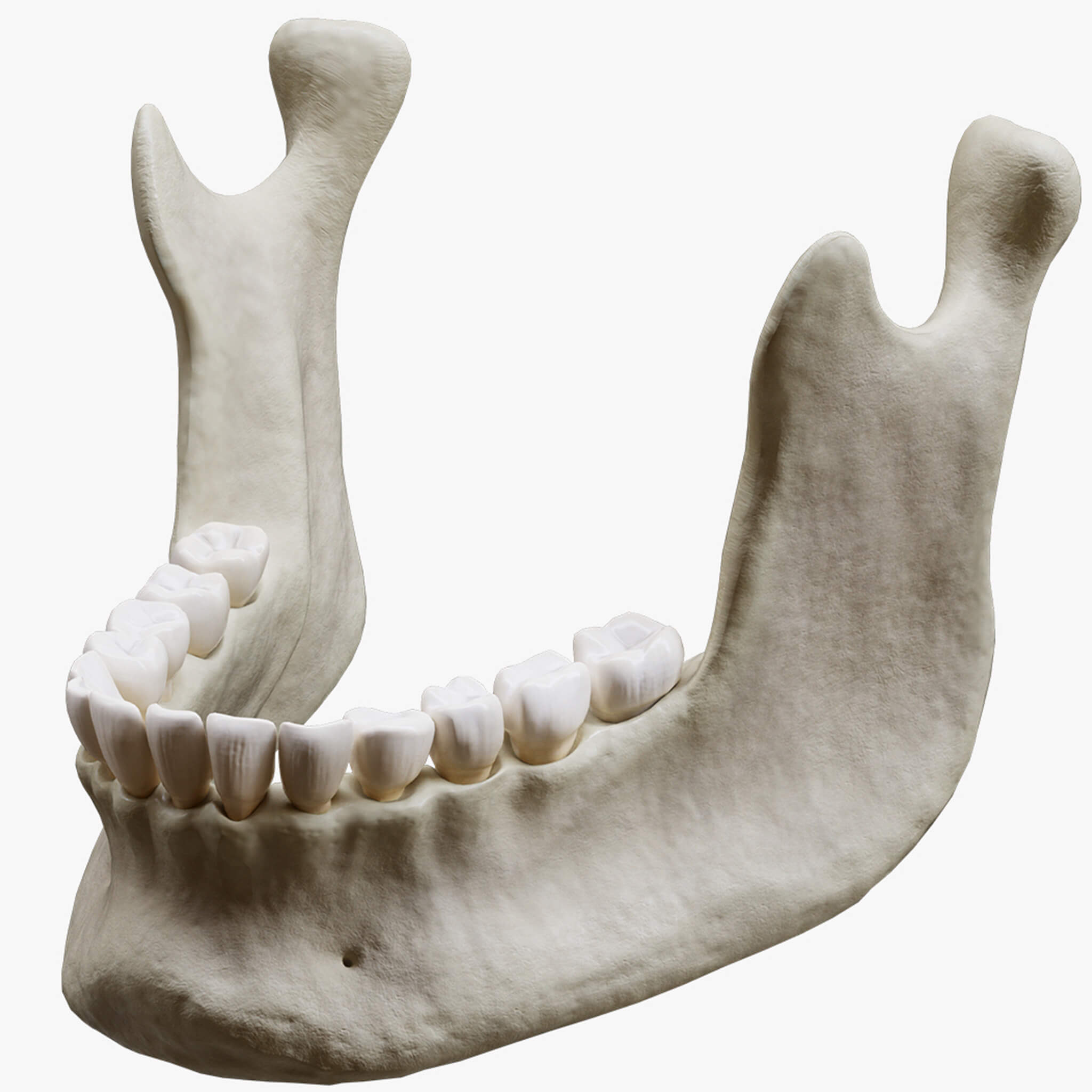 Human Skull Explode Anatomy Atlas - 3D Model by zames1992d