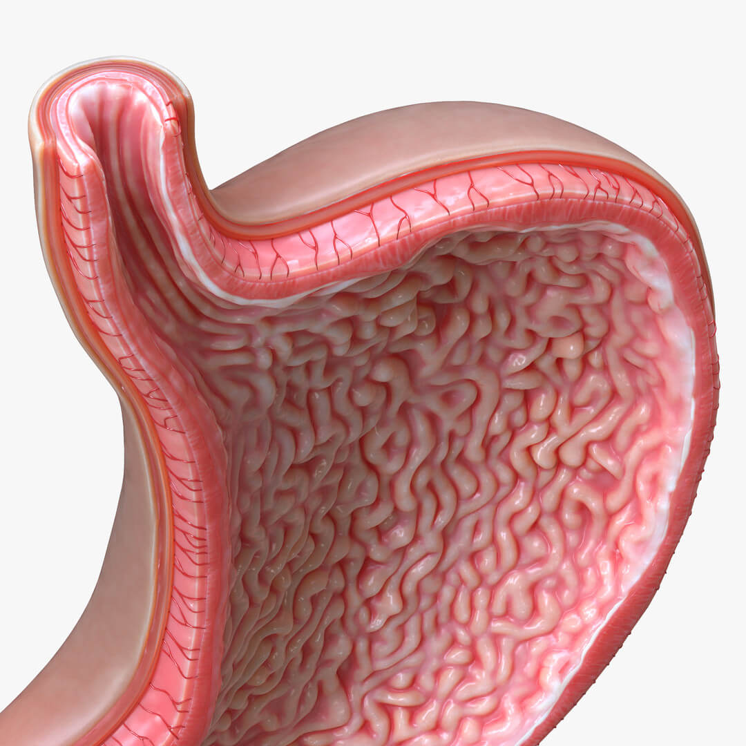 Human Stomach Cross-Section 3D Model by zames1992d