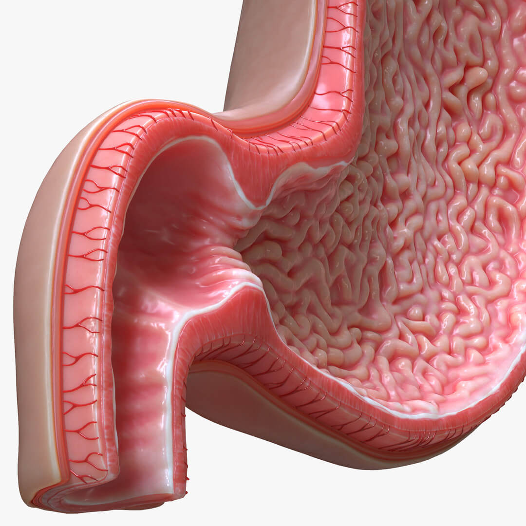Human Stomach Cross-Section 3D Model by zames1992d