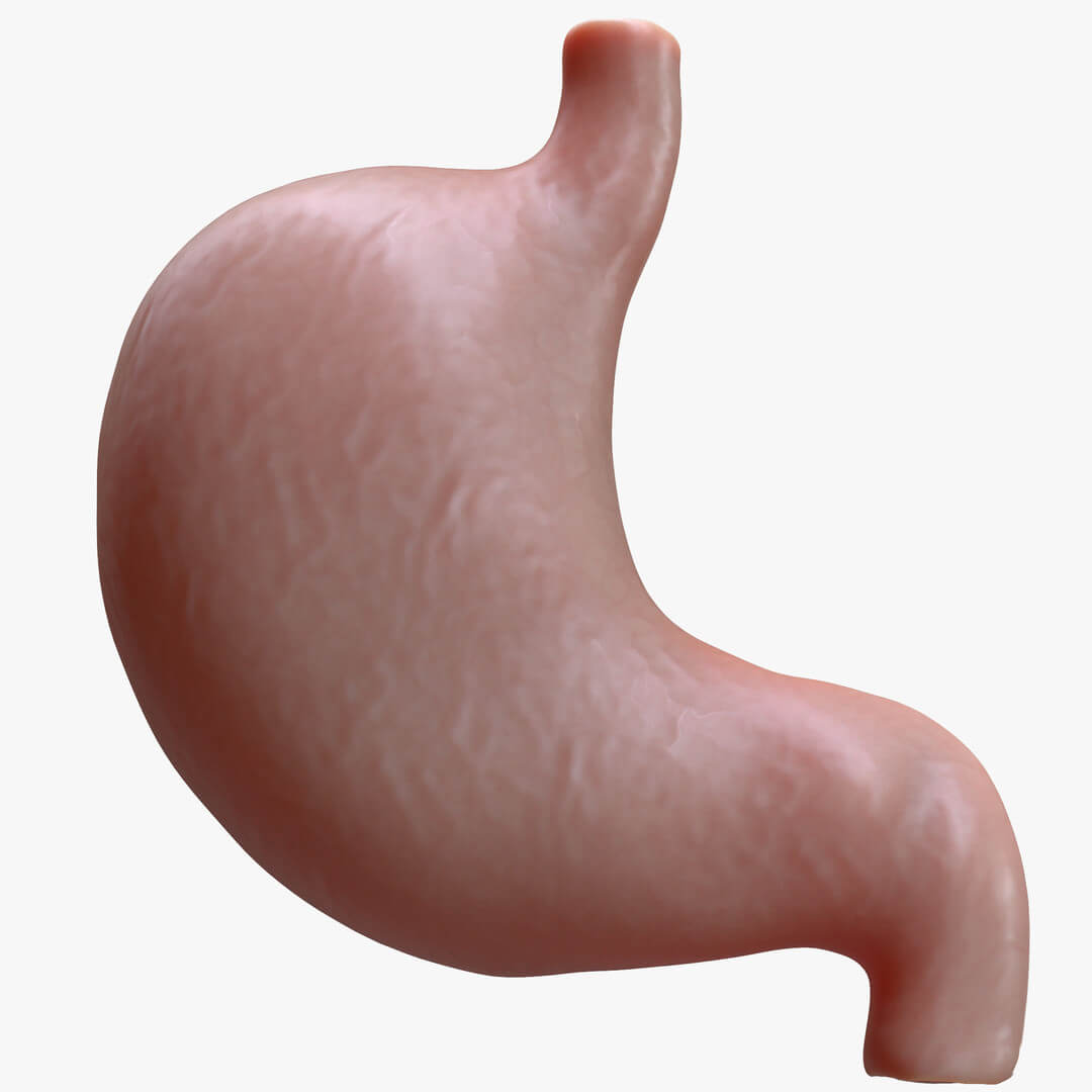 Human Stomach Cross-Section 3D Model by zames1992d