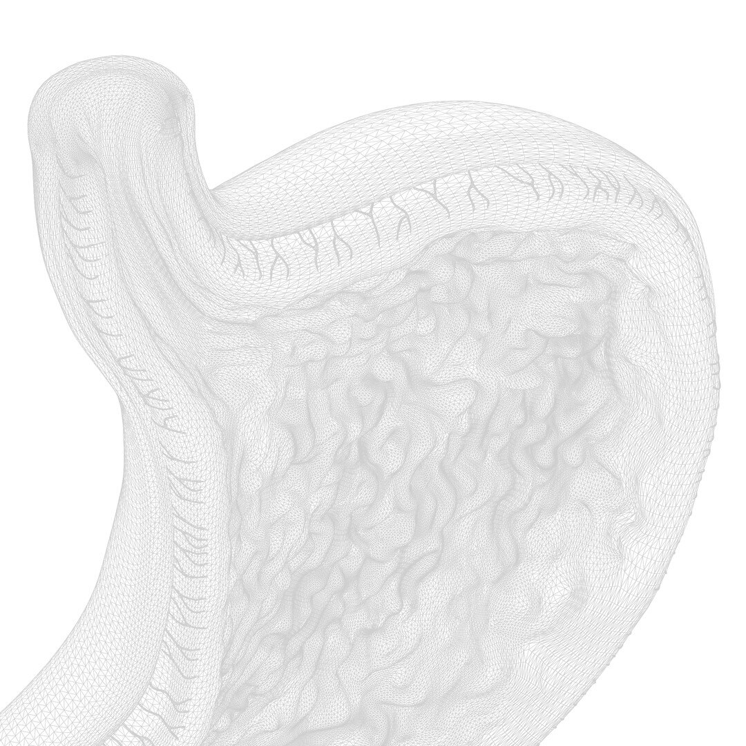 Human Stomach Cross-Section 3D Model by zames1992d
