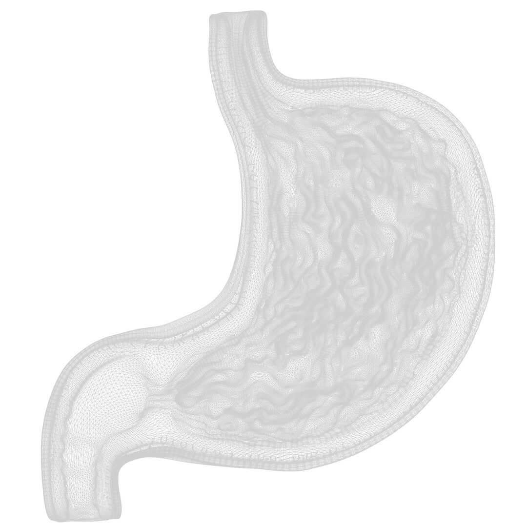 Human Stomach Cross-Section 3D Model by zames1992d