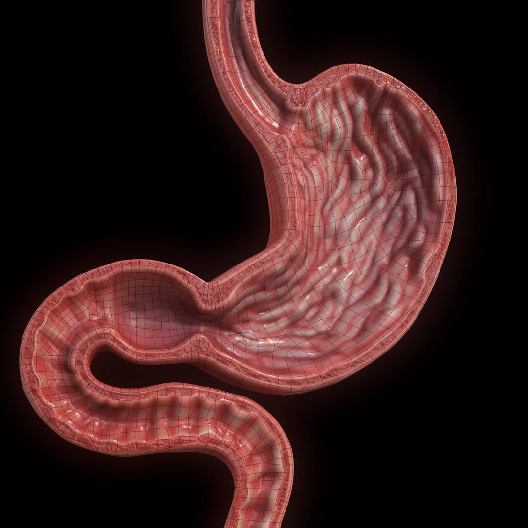 Human Stomach Cross Section - 3D Model by zames1992d