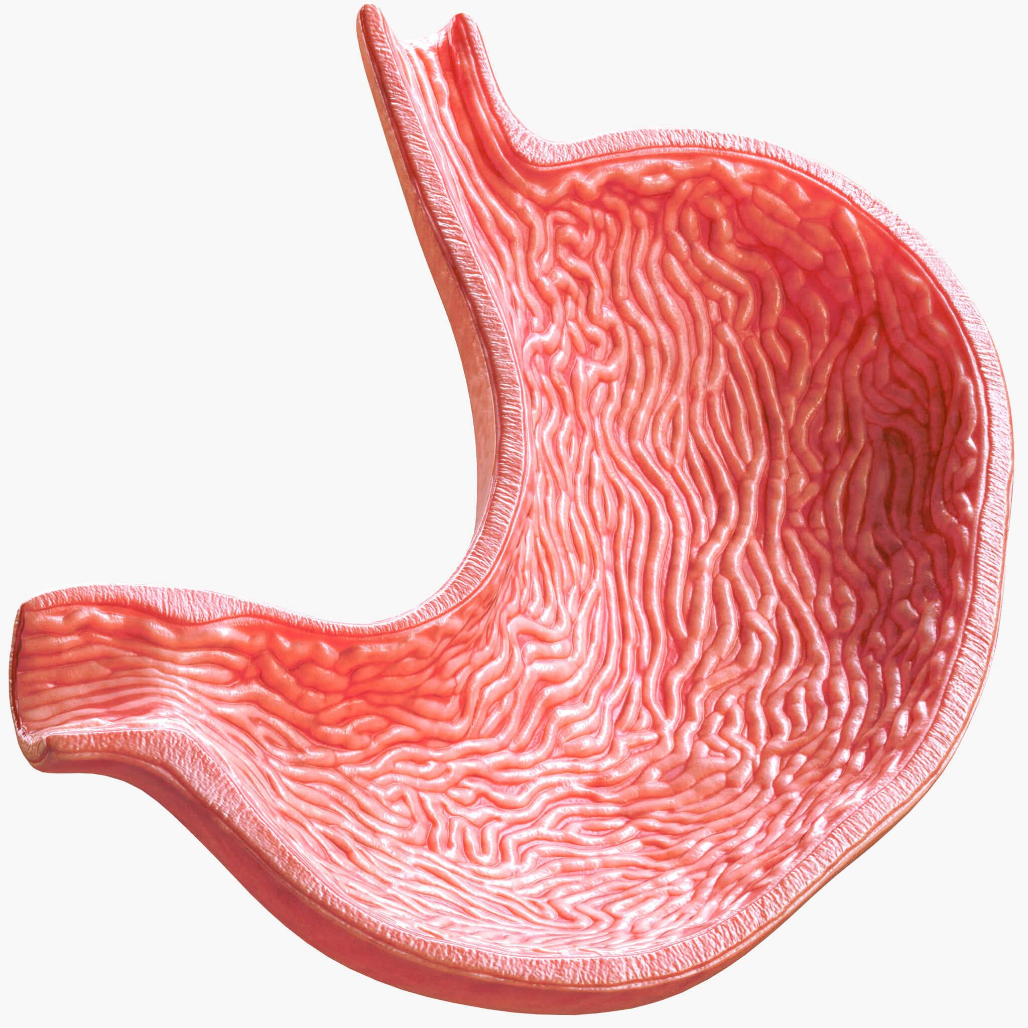 Human Stomach Cross Section - 3D Model by zames1992d