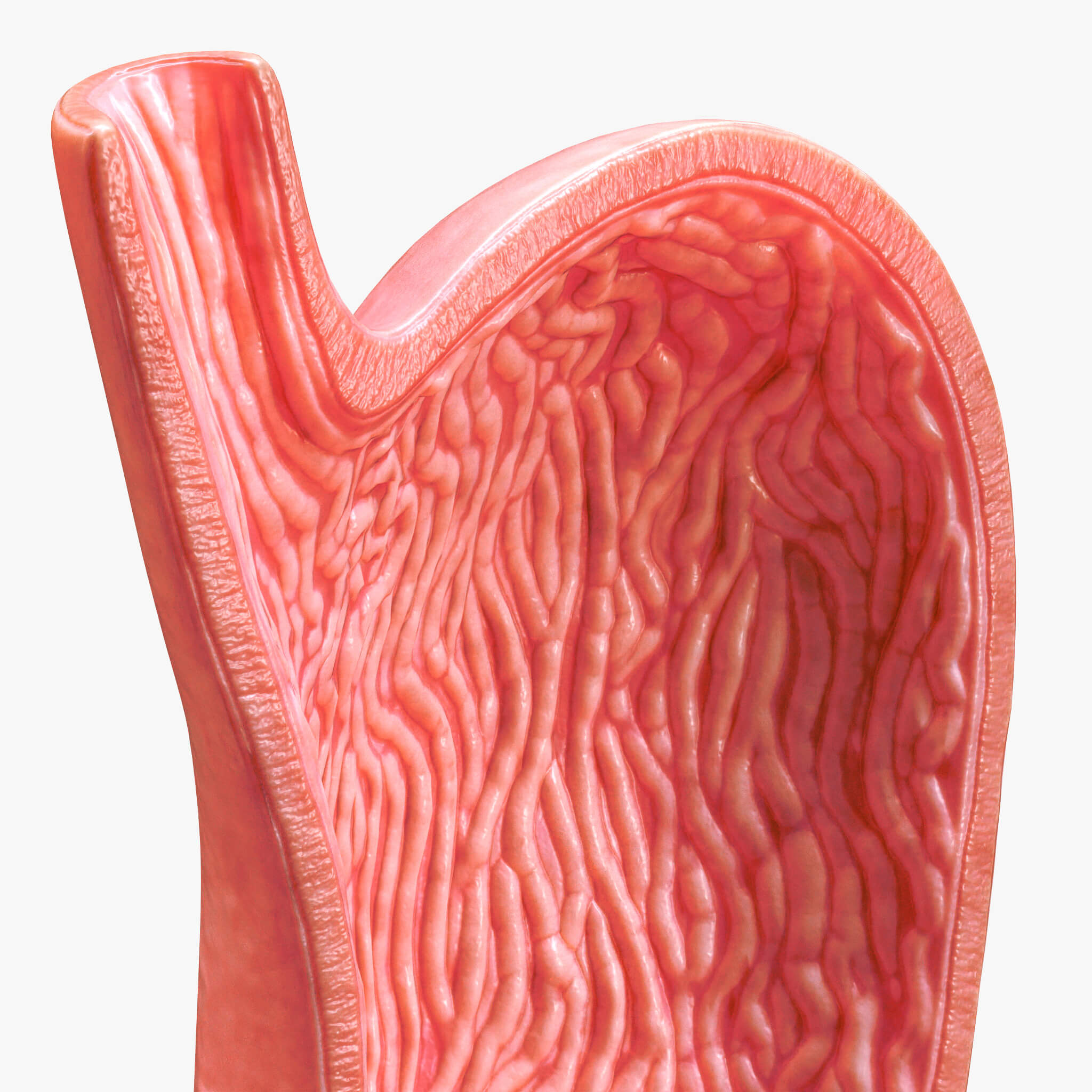 Human Stomach Cross Section - 3D Model by zames1992d