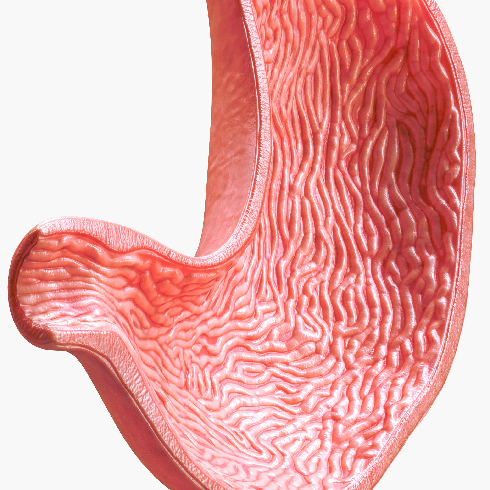 Human Stomach Cross Section - 3D Model by zames1992d