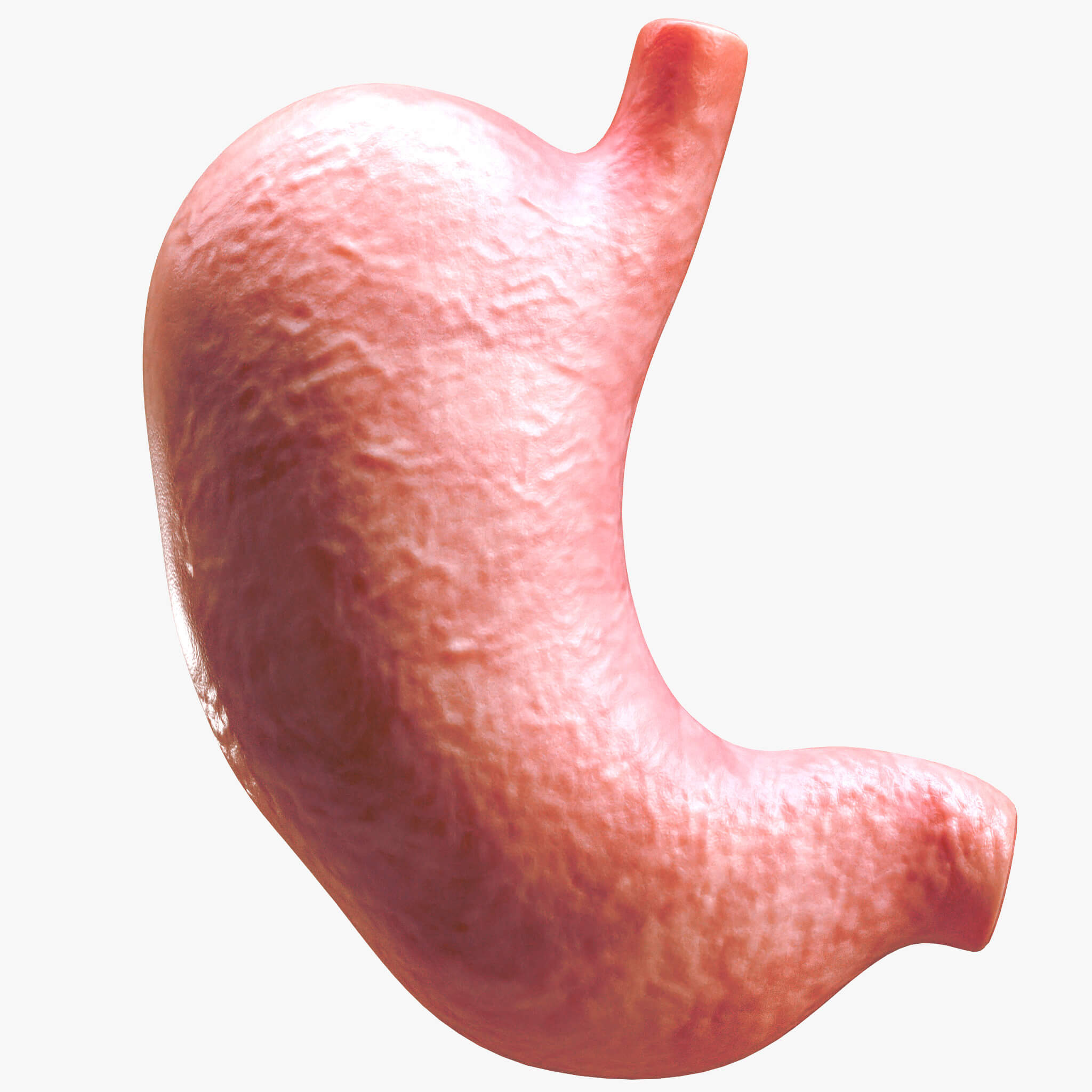 Human Stomach Cross Section - 3D Model by zames1992d