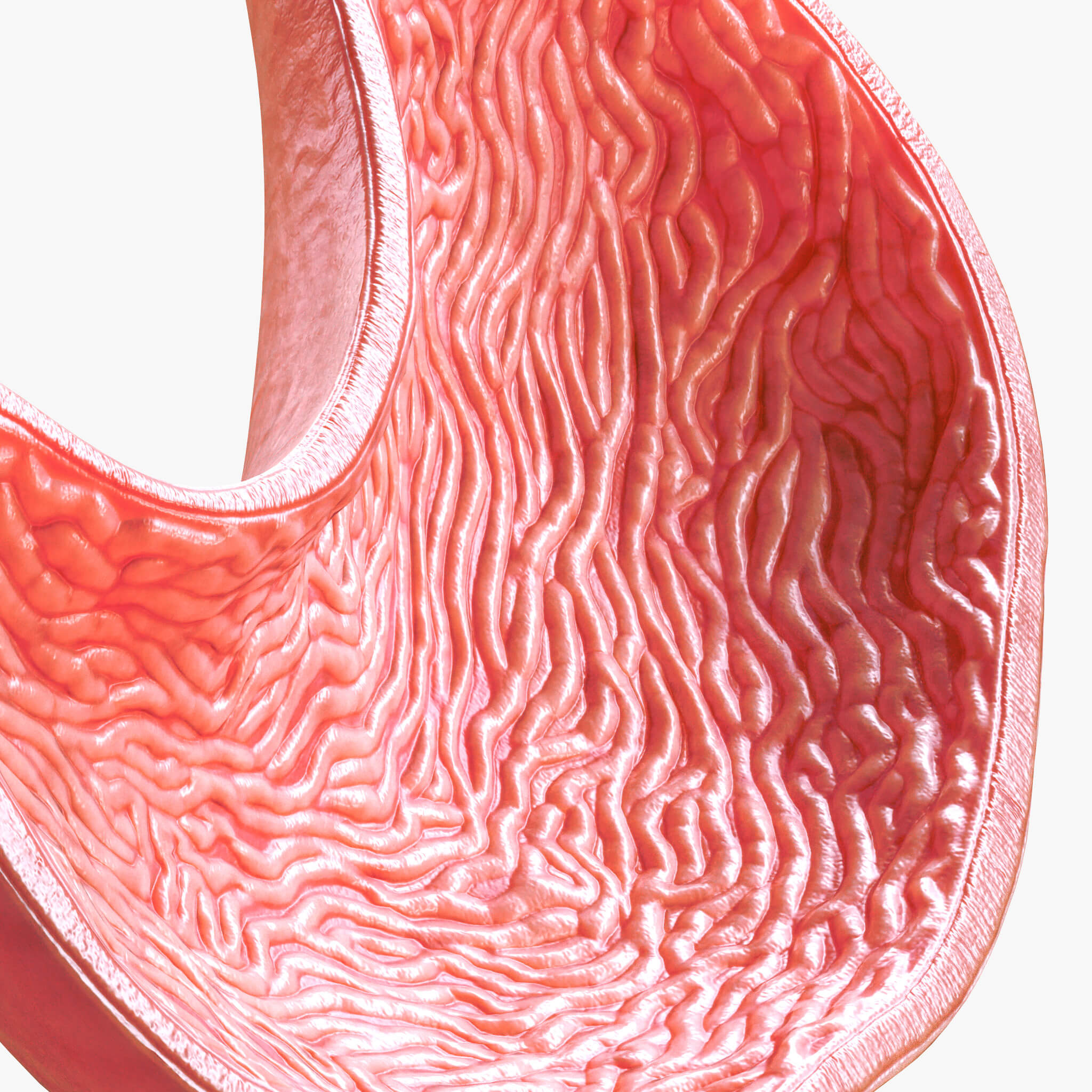 Human Stomach Cross Section - 3D Model by zames1992d