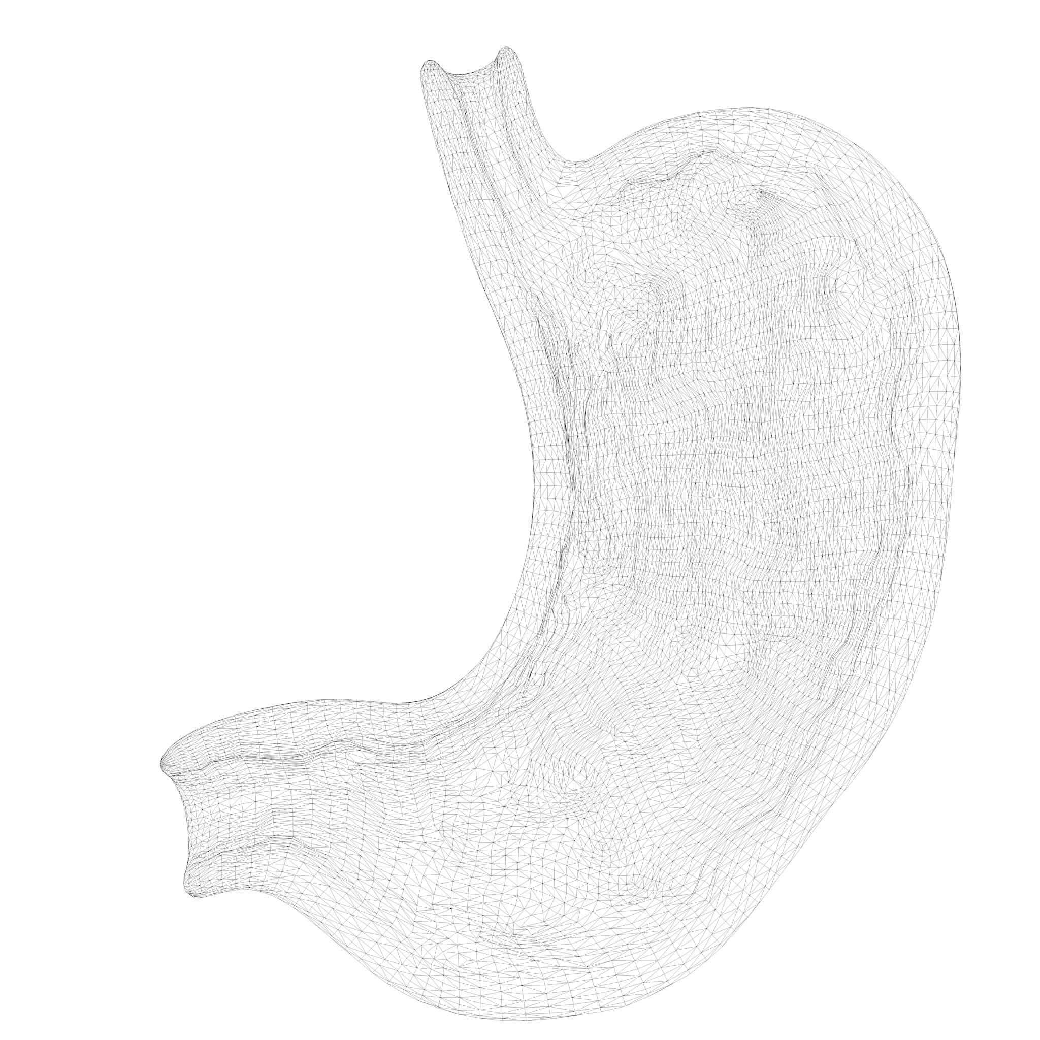 Human Stomach Cross Section - 3D Model by zames1992d