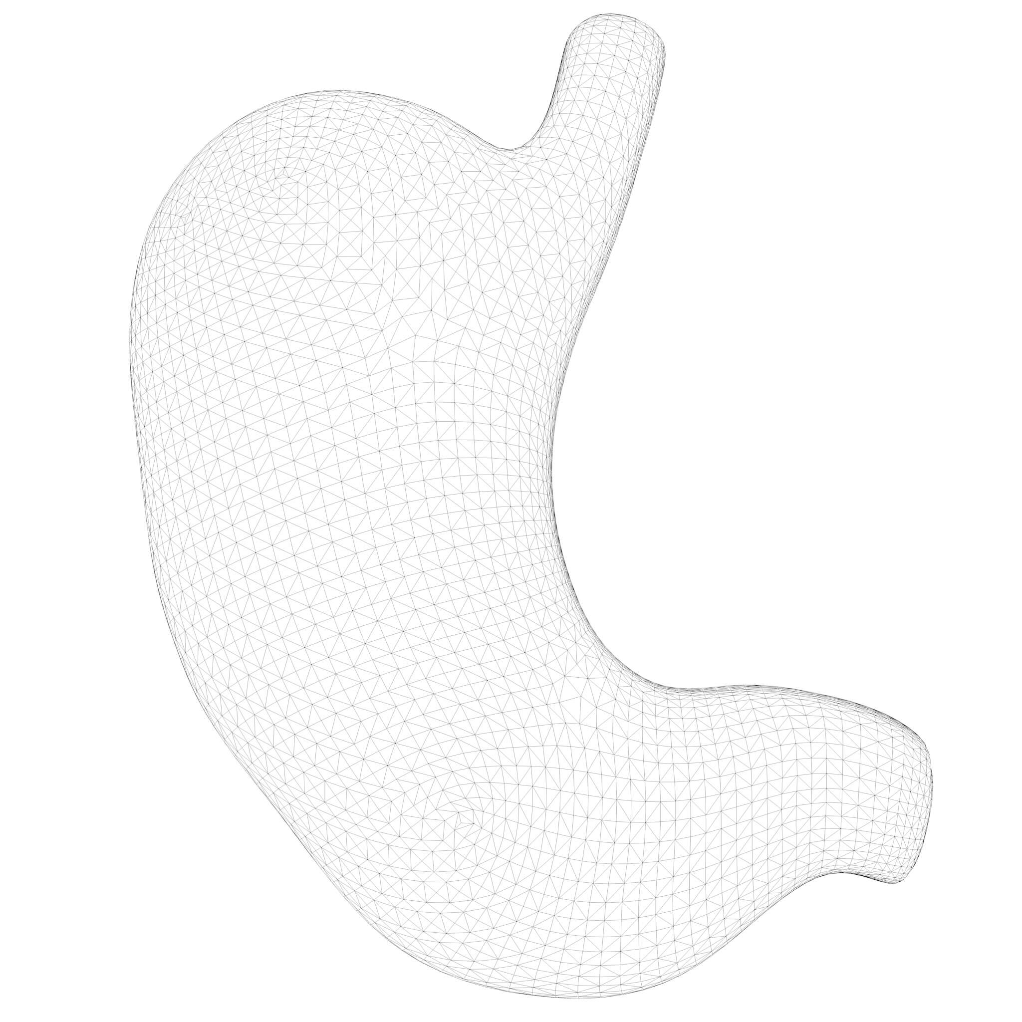 Human Stomach Cross Section - 3D Model by zames1992d
